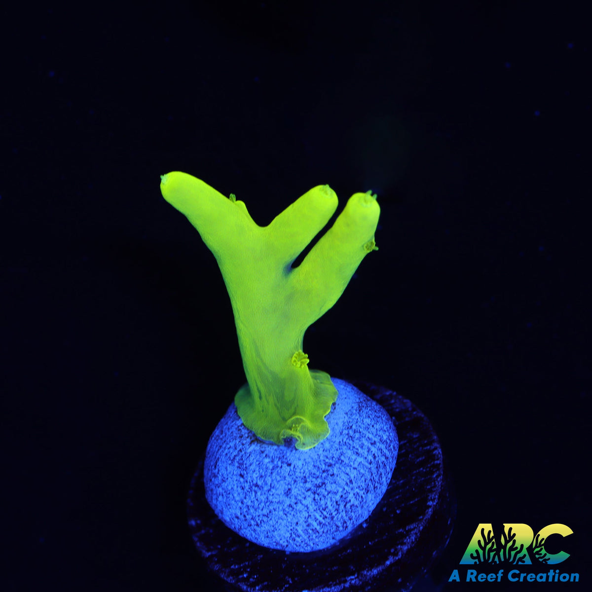 TCK Goku Acro – A Reef Creation