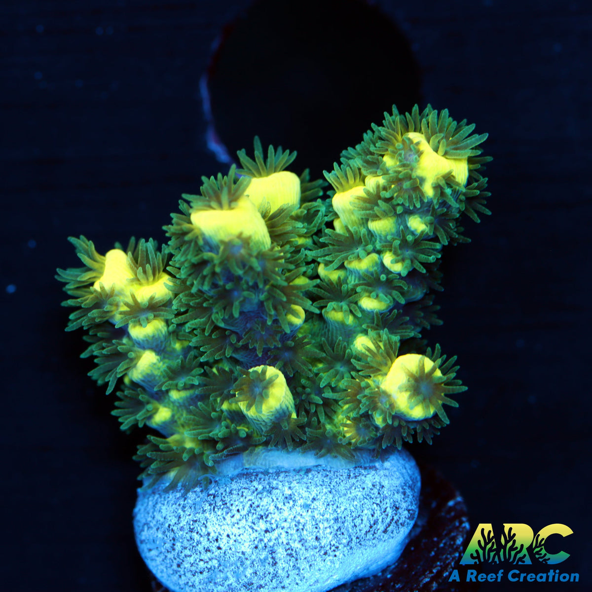 TCK Solar Beam Tenuis – A Reef Creation