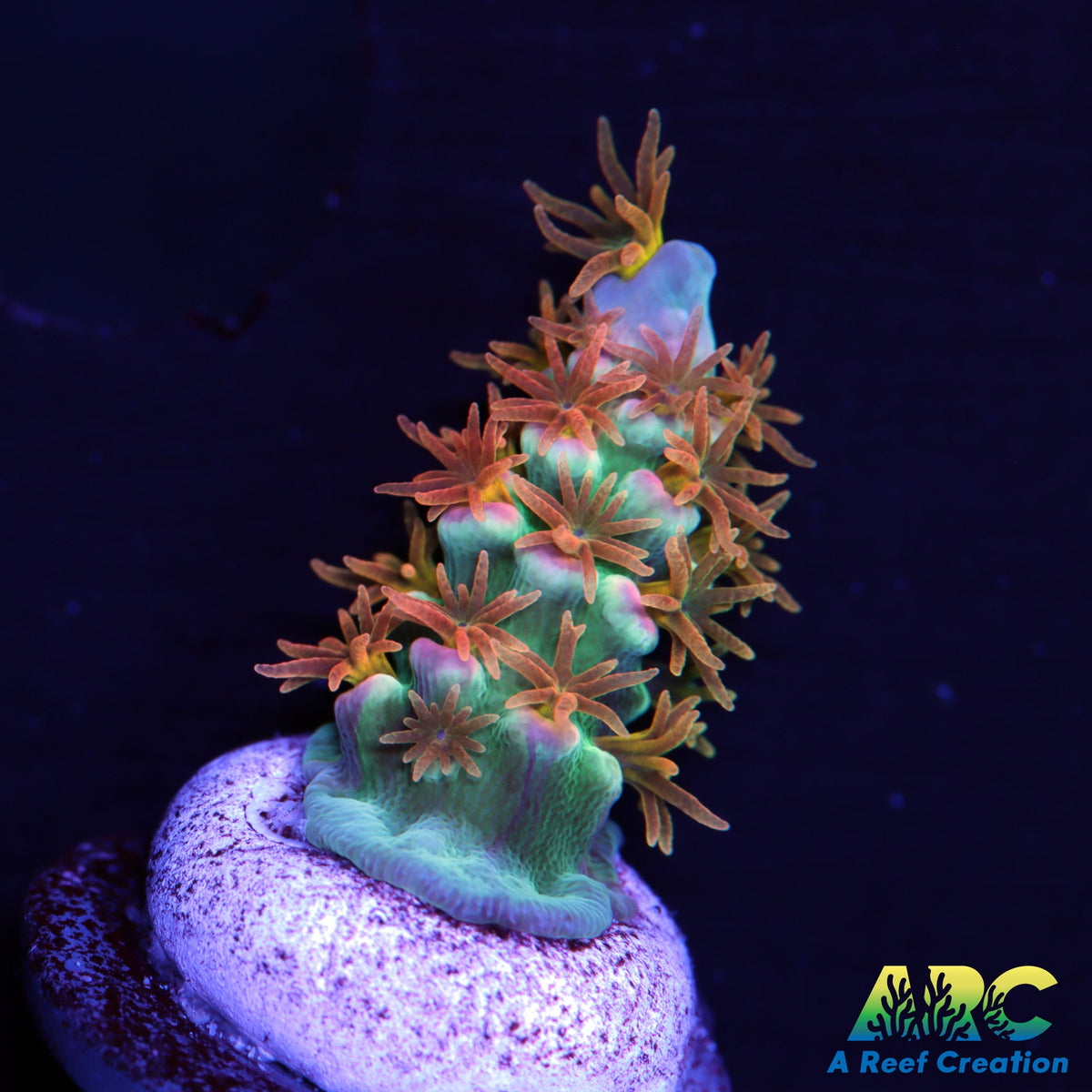 RRC Angry Birds Acro – A Reef Creation