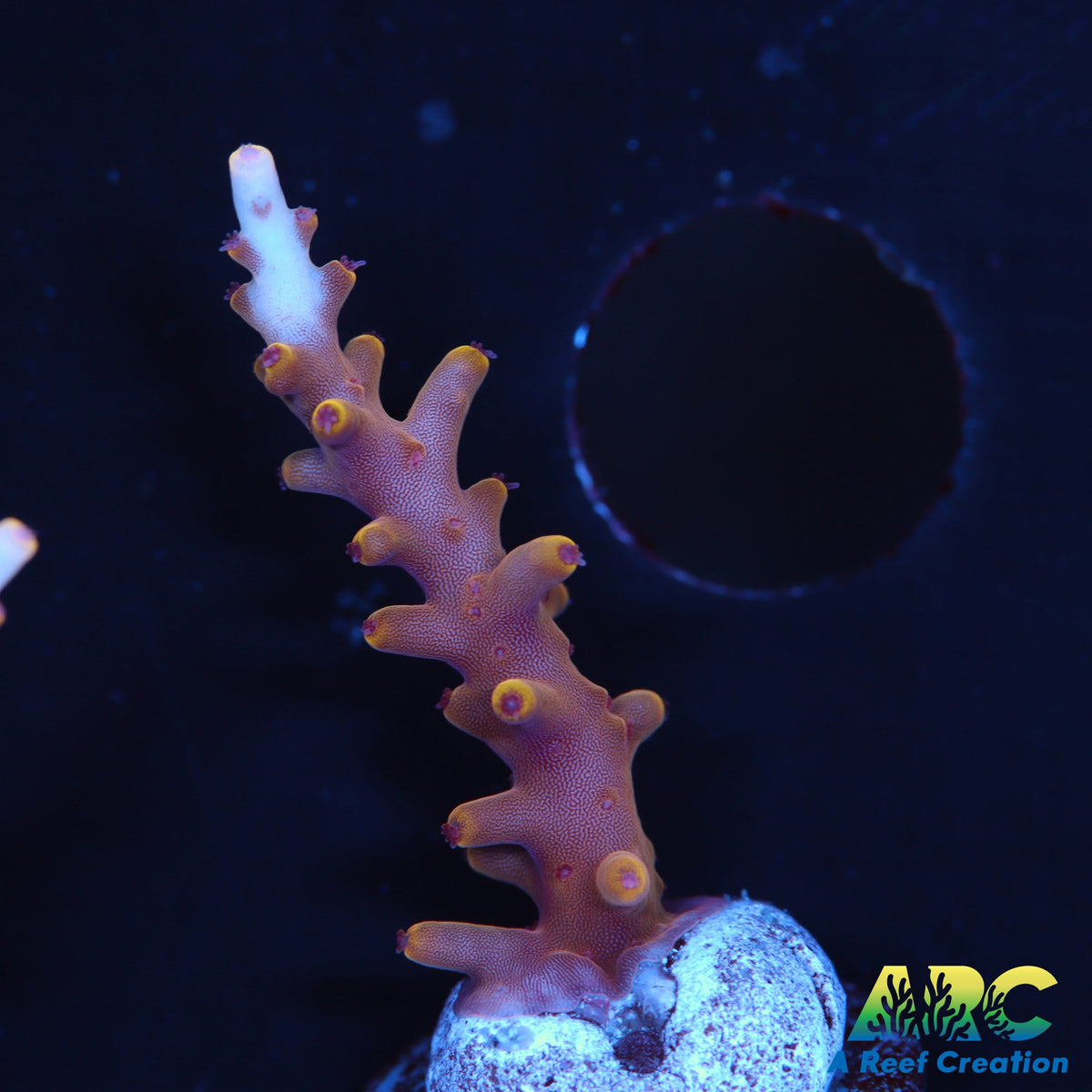 TCK King Acro – A Reef Creation