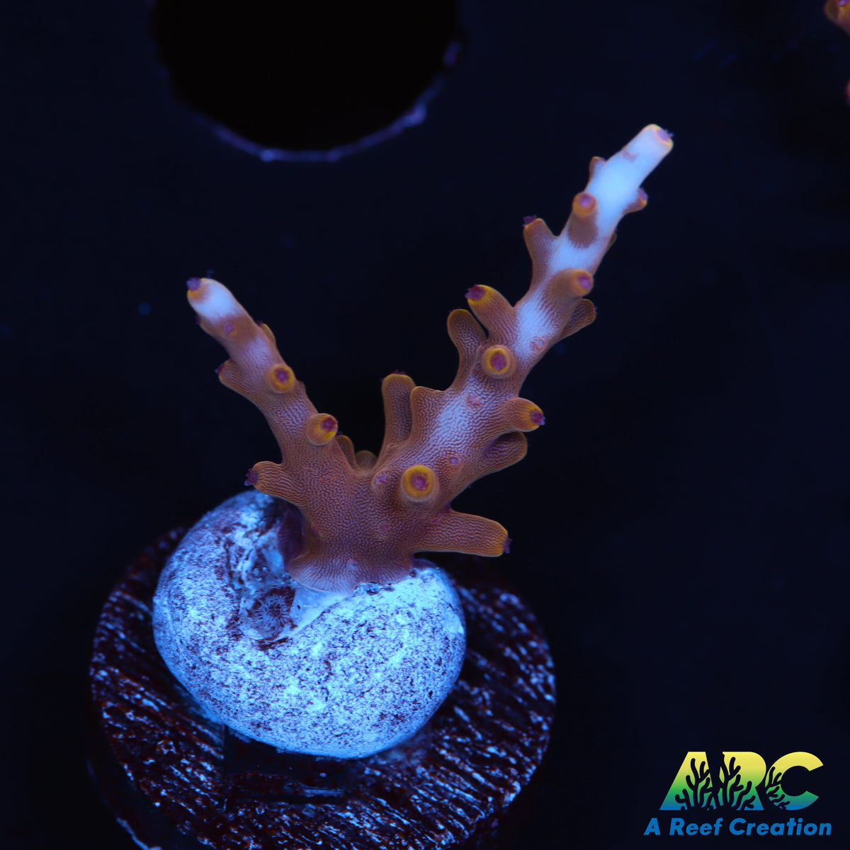 King Dragon Acro – A Reef Creation