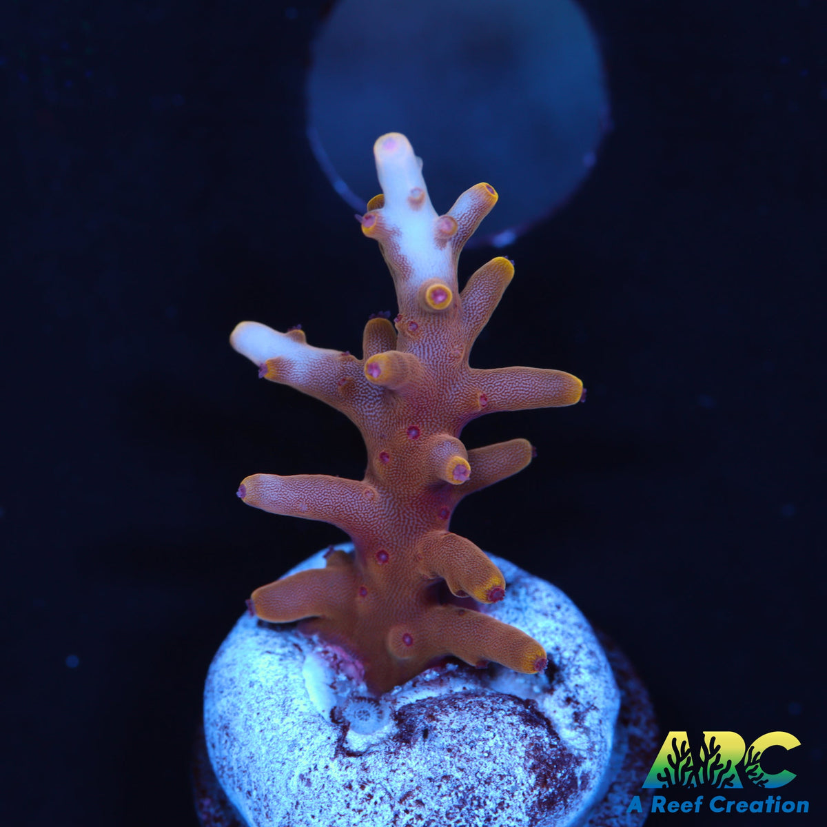 King Dragon Acro – A Reef Creation