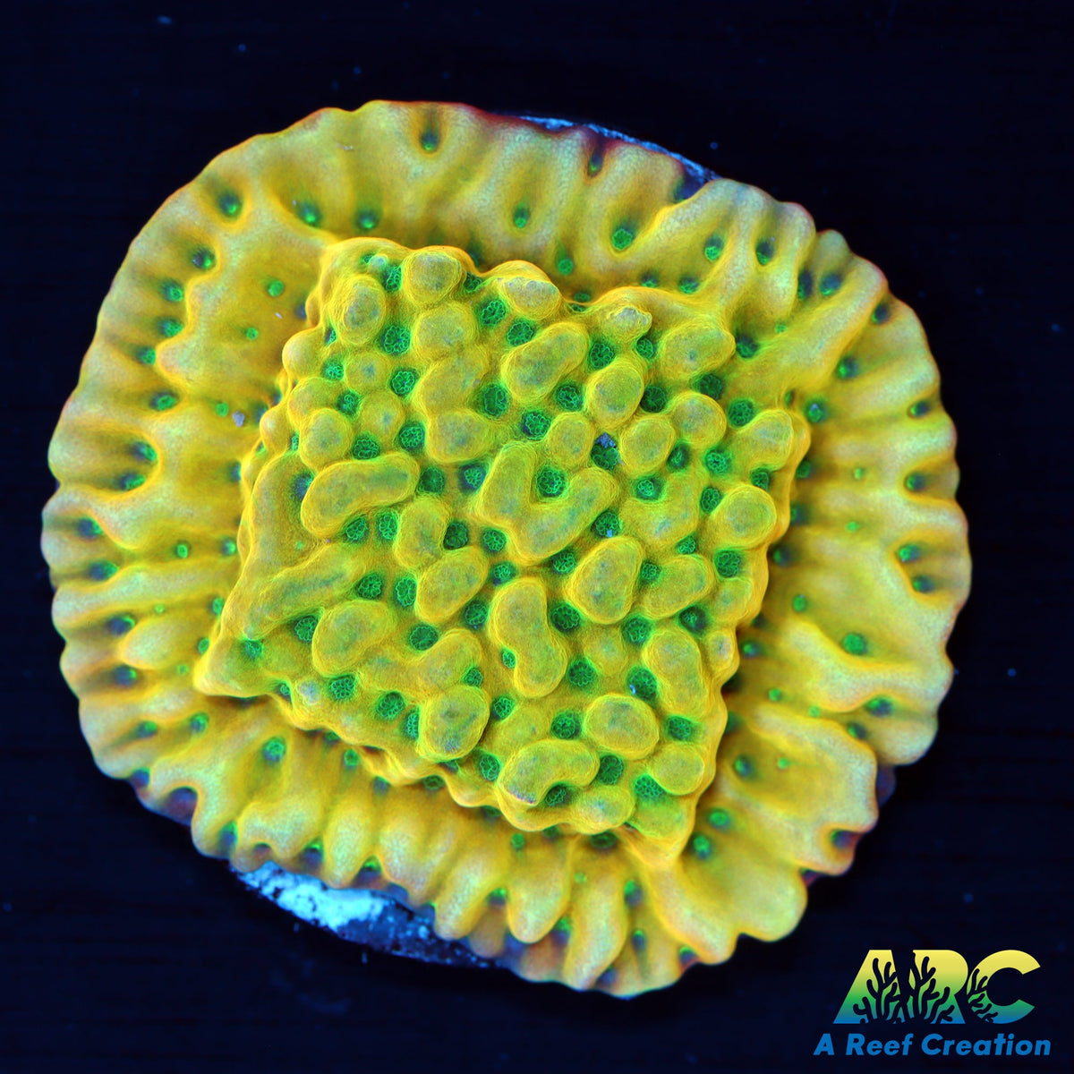 Kung Pao Monti – A Reef Creation