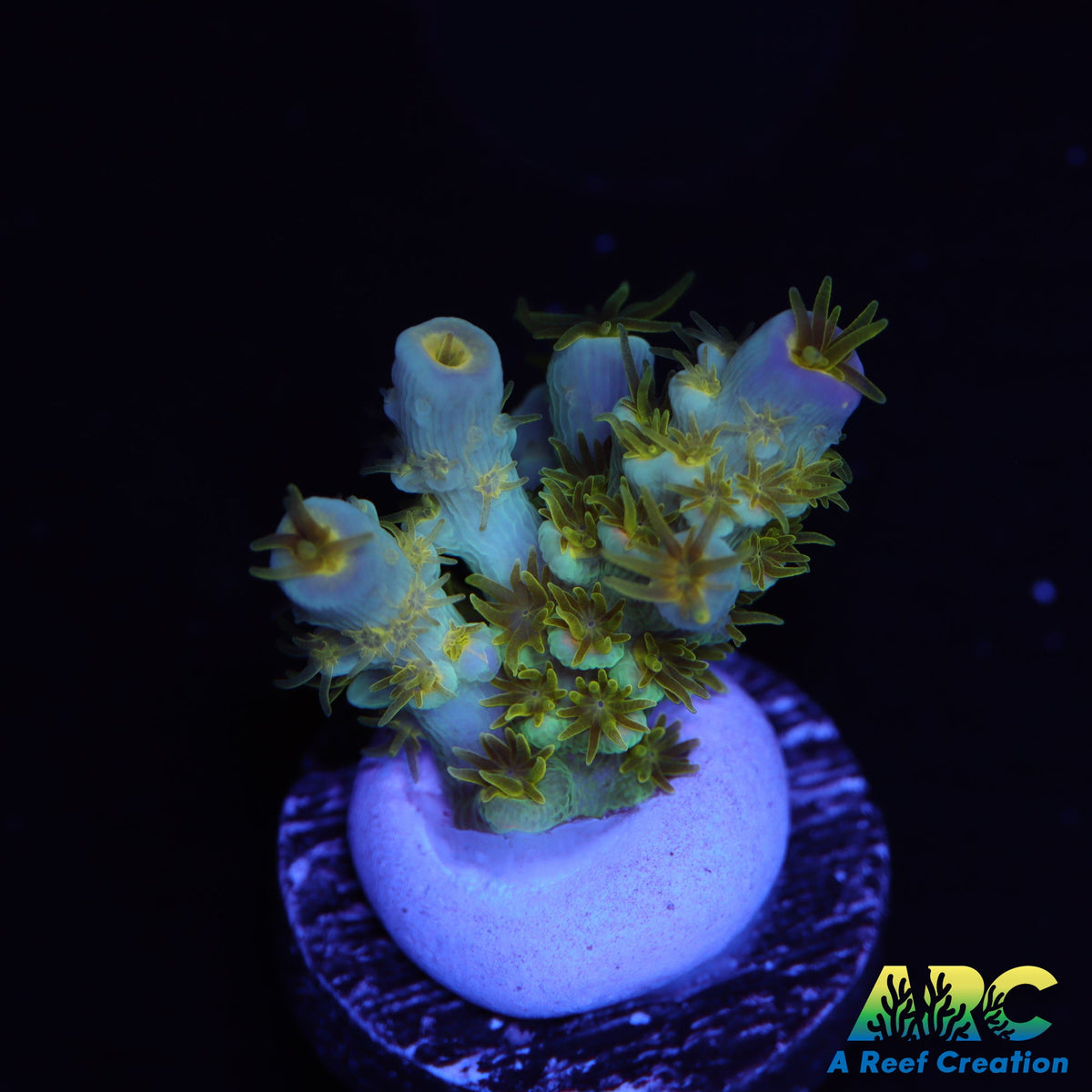 RR Rubix Acro – A Reef Creation