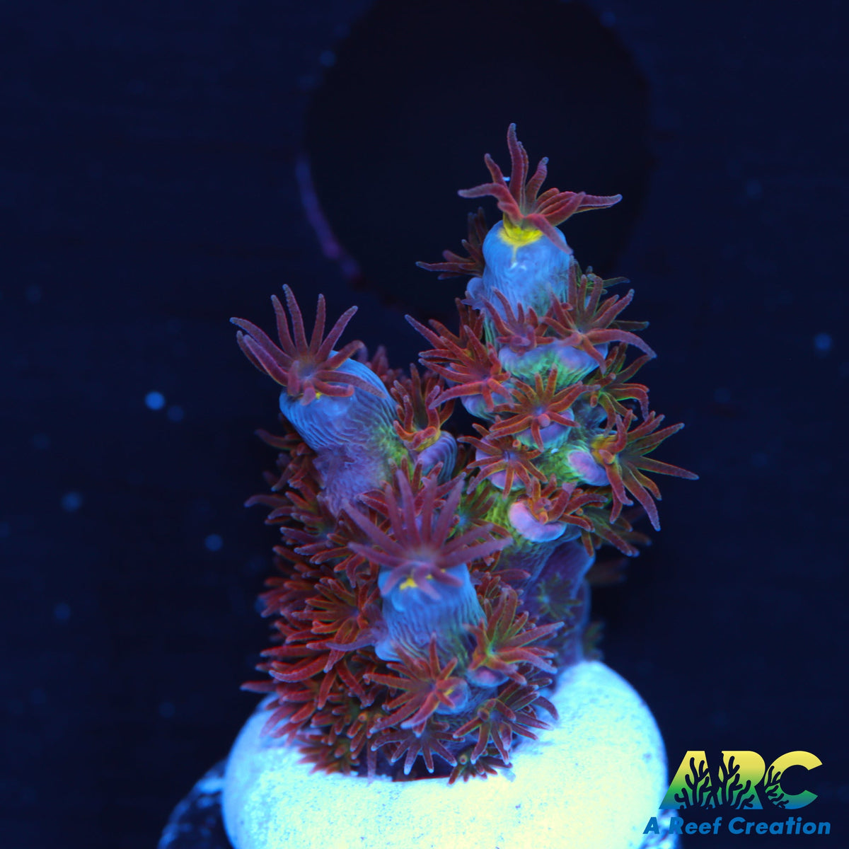 ARC Angry Birds Acro – A Reef Creation