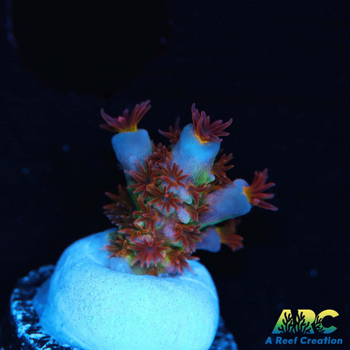 ARC Angry Birds Acro – A Reef Creation