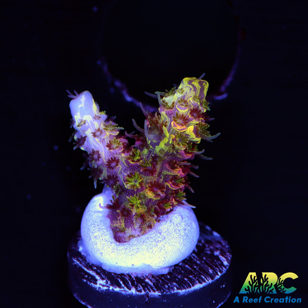 RRC Rainbow Splice – A Reef Creation