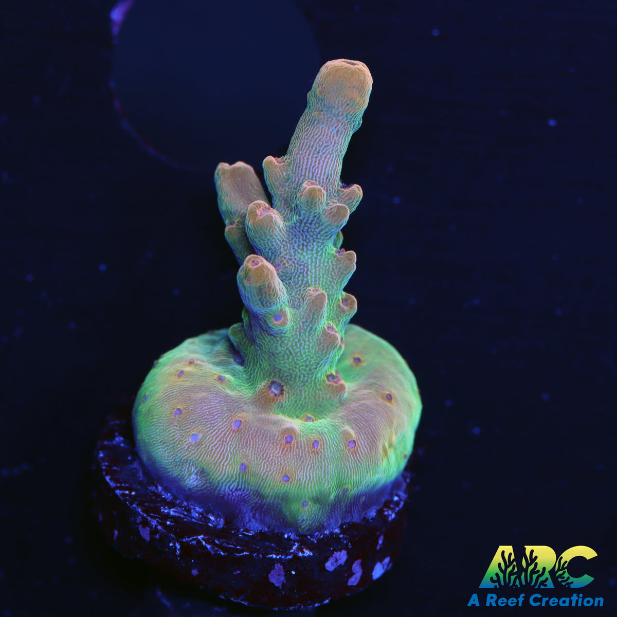 Peach Granulosa Acro – A Reef Creation