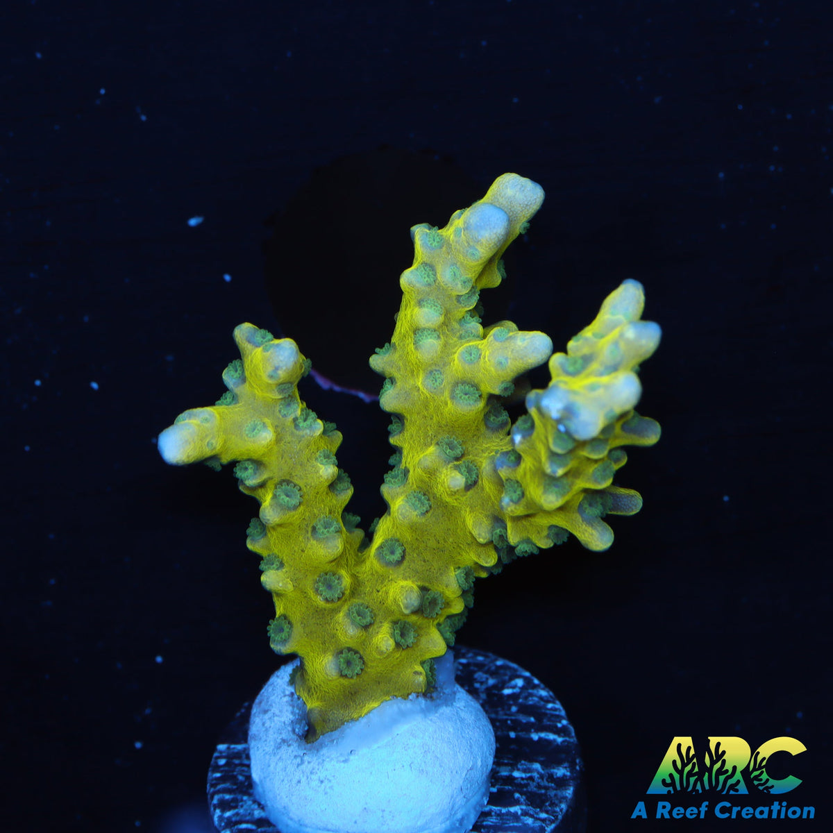 Green Goblin Anacro – A Reef Creation