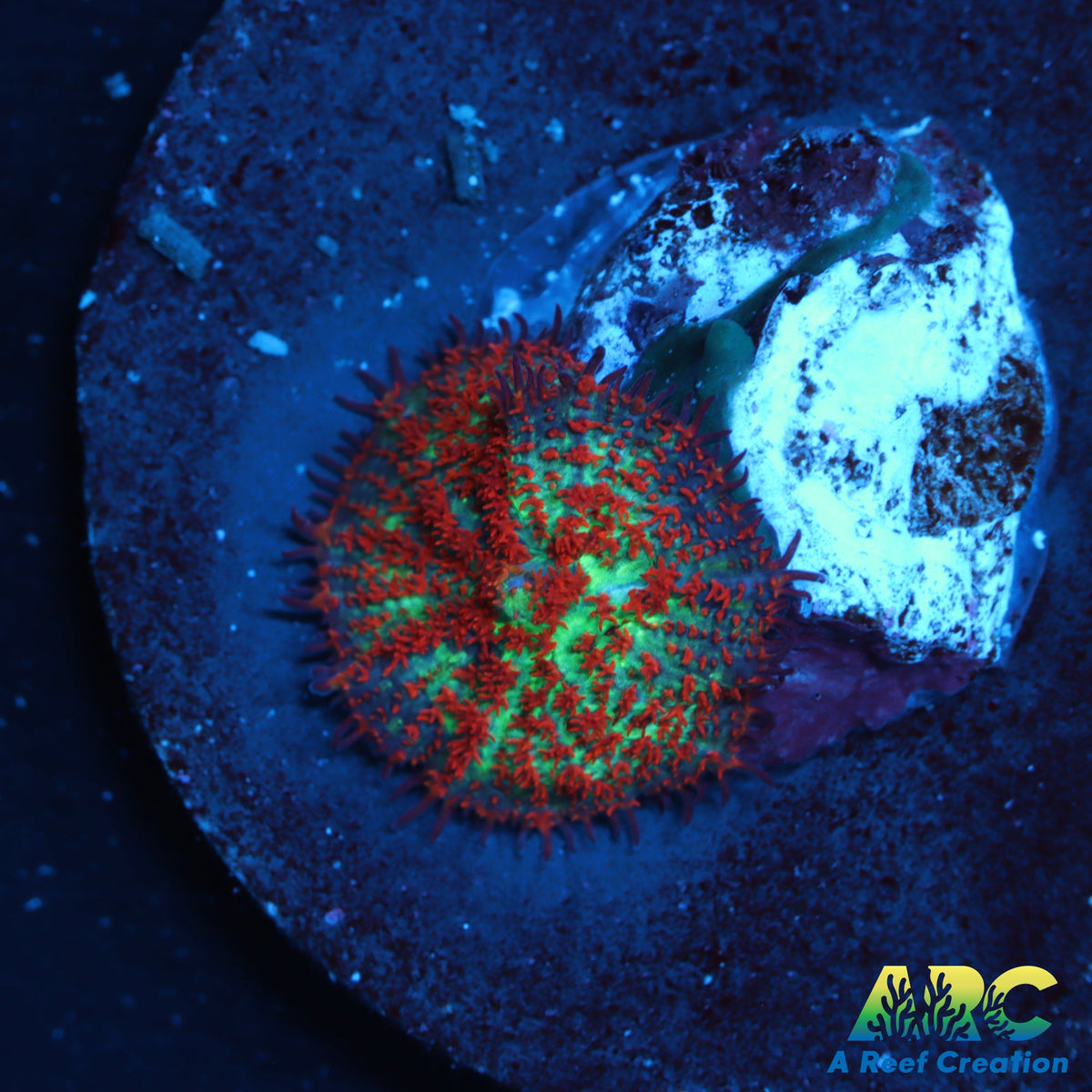 Forest Fire Rhodactis – A Reef Creation