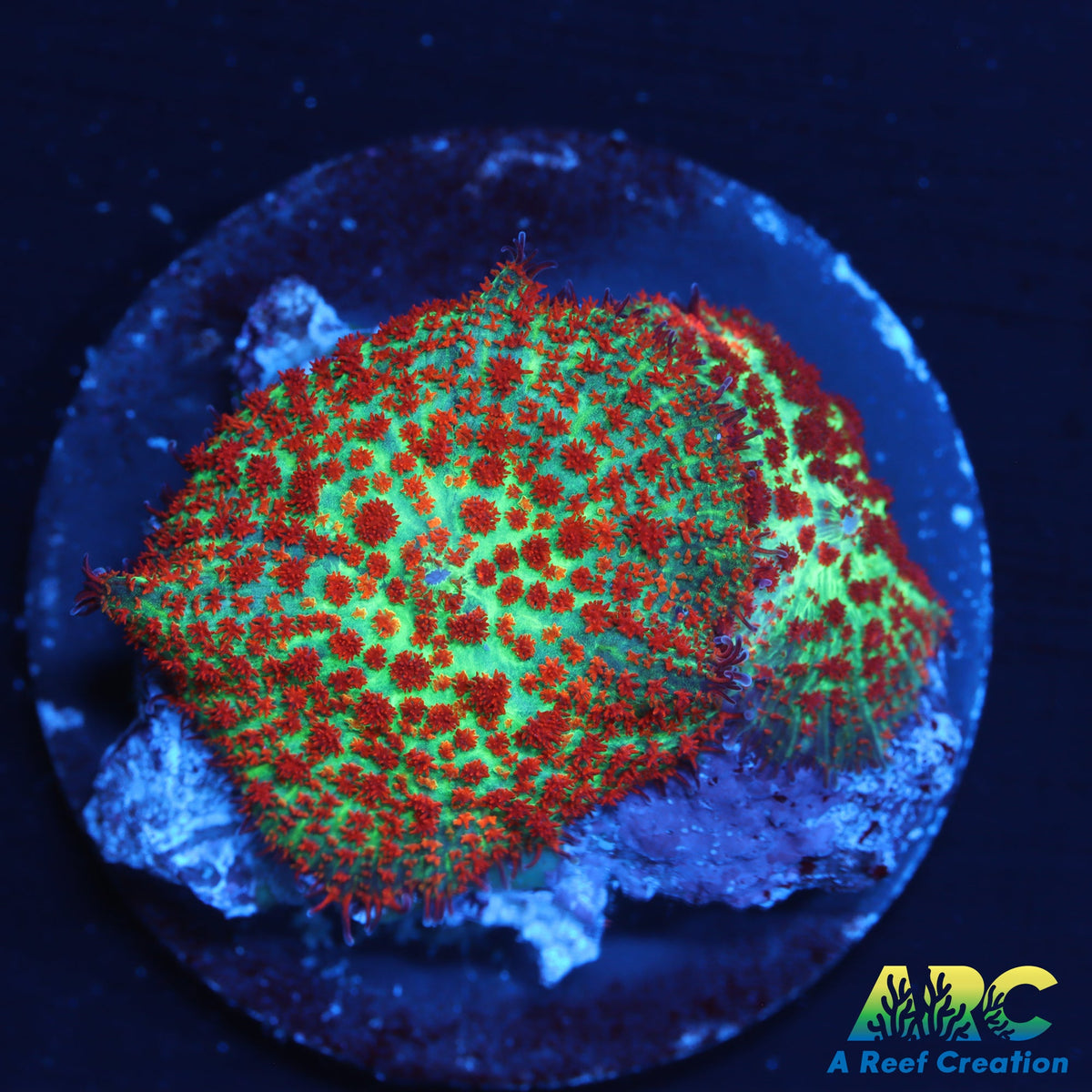 Forest Fire Rhodactis – A Reef Creation