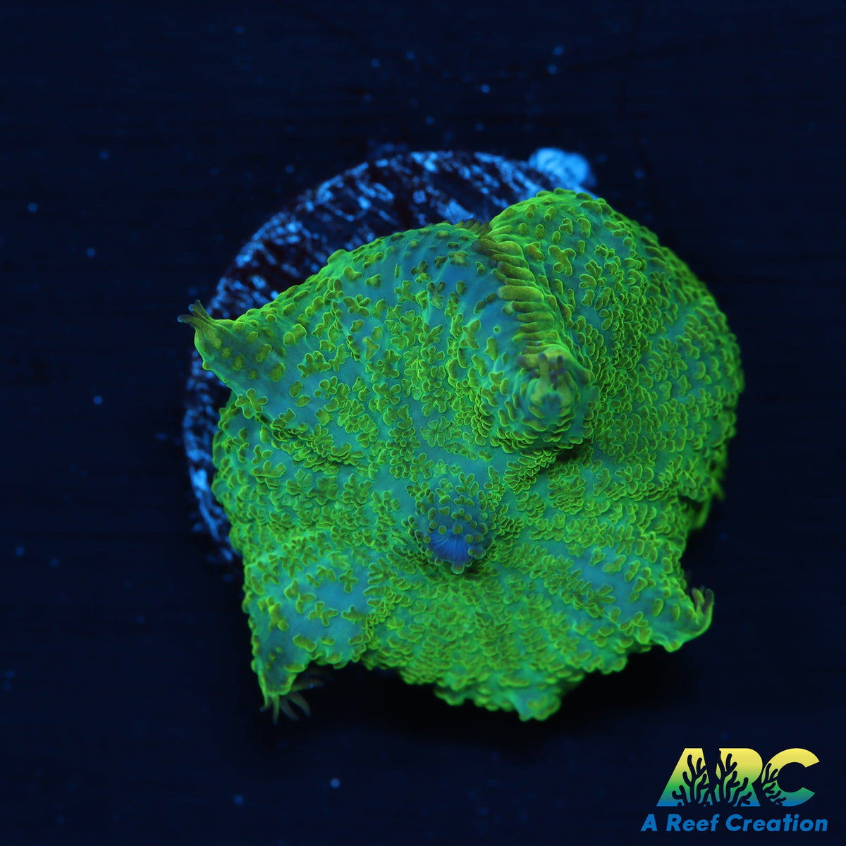 Lime Green Rhodactis – A Reef Creation