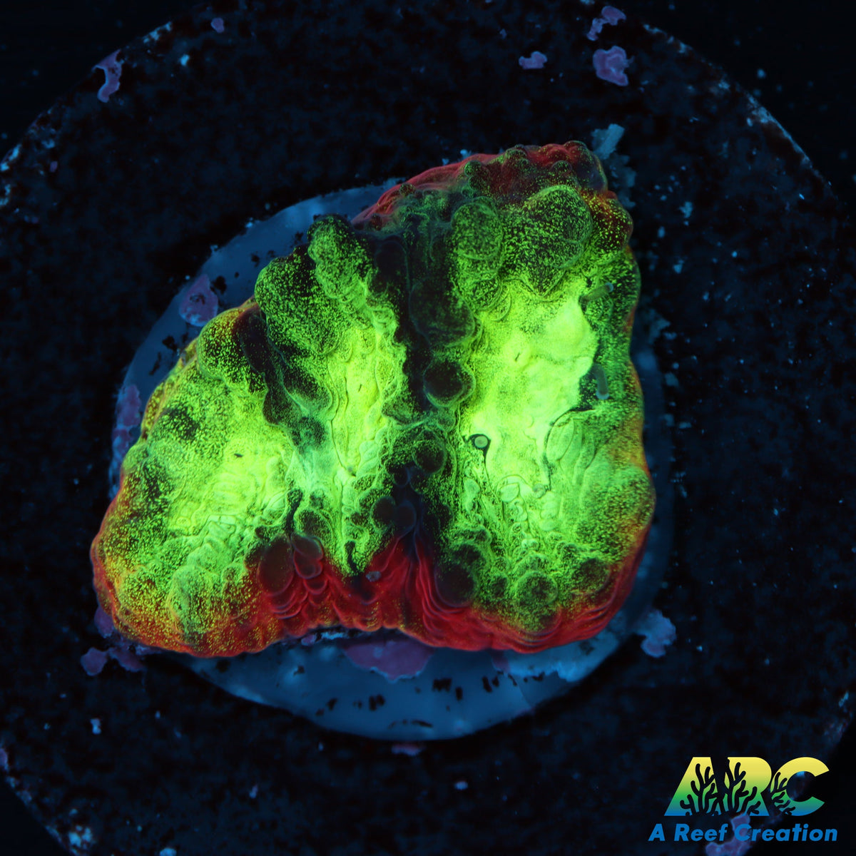 JF Psycho Rim Favia – A Reef Creation