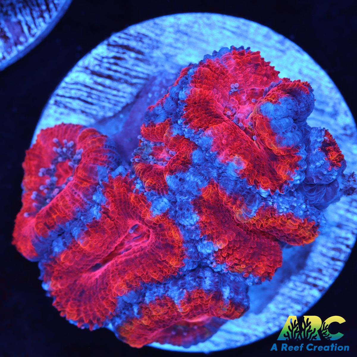Red And Blue Acans – A Reef Creation