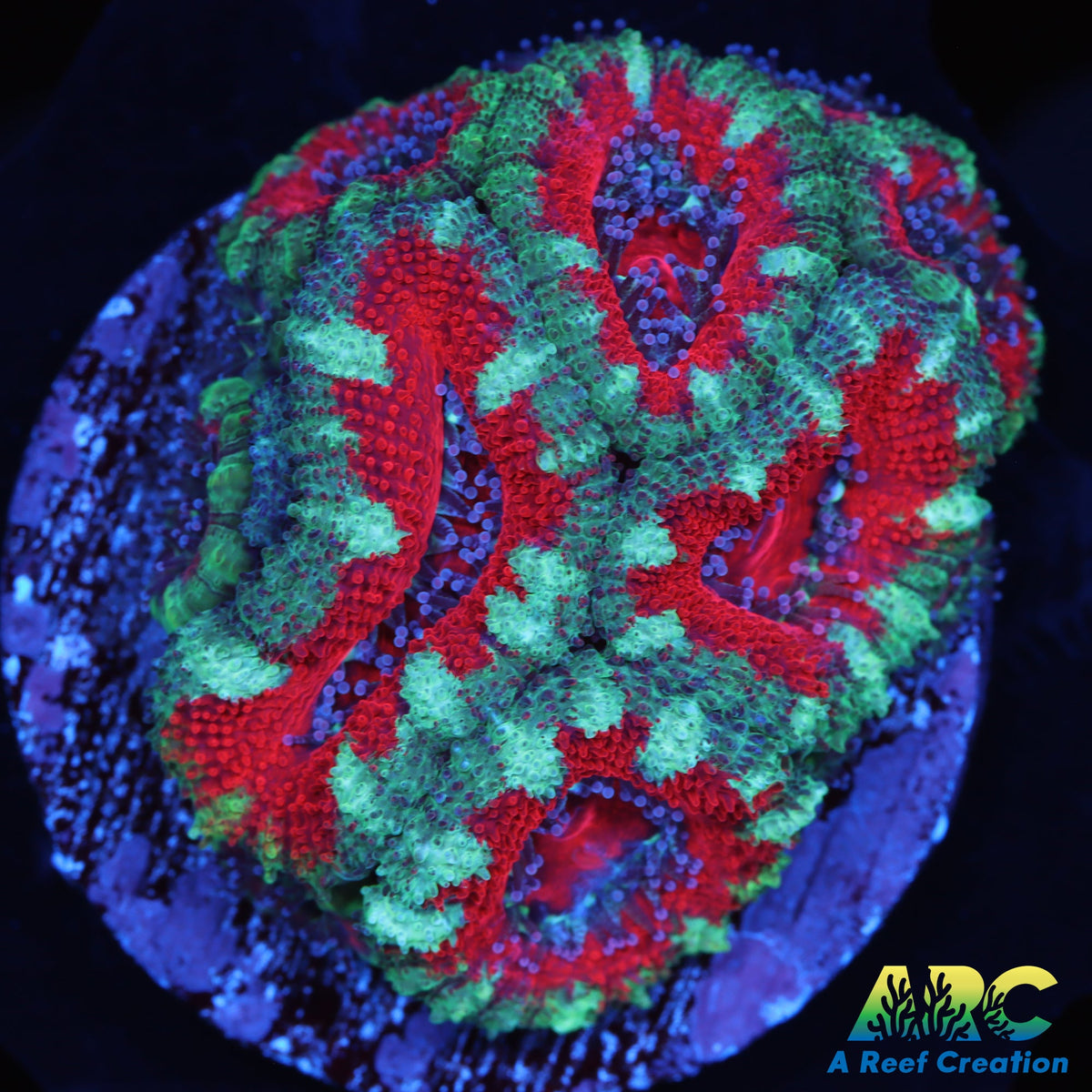 Red And Teal Acans – A Reef Creation