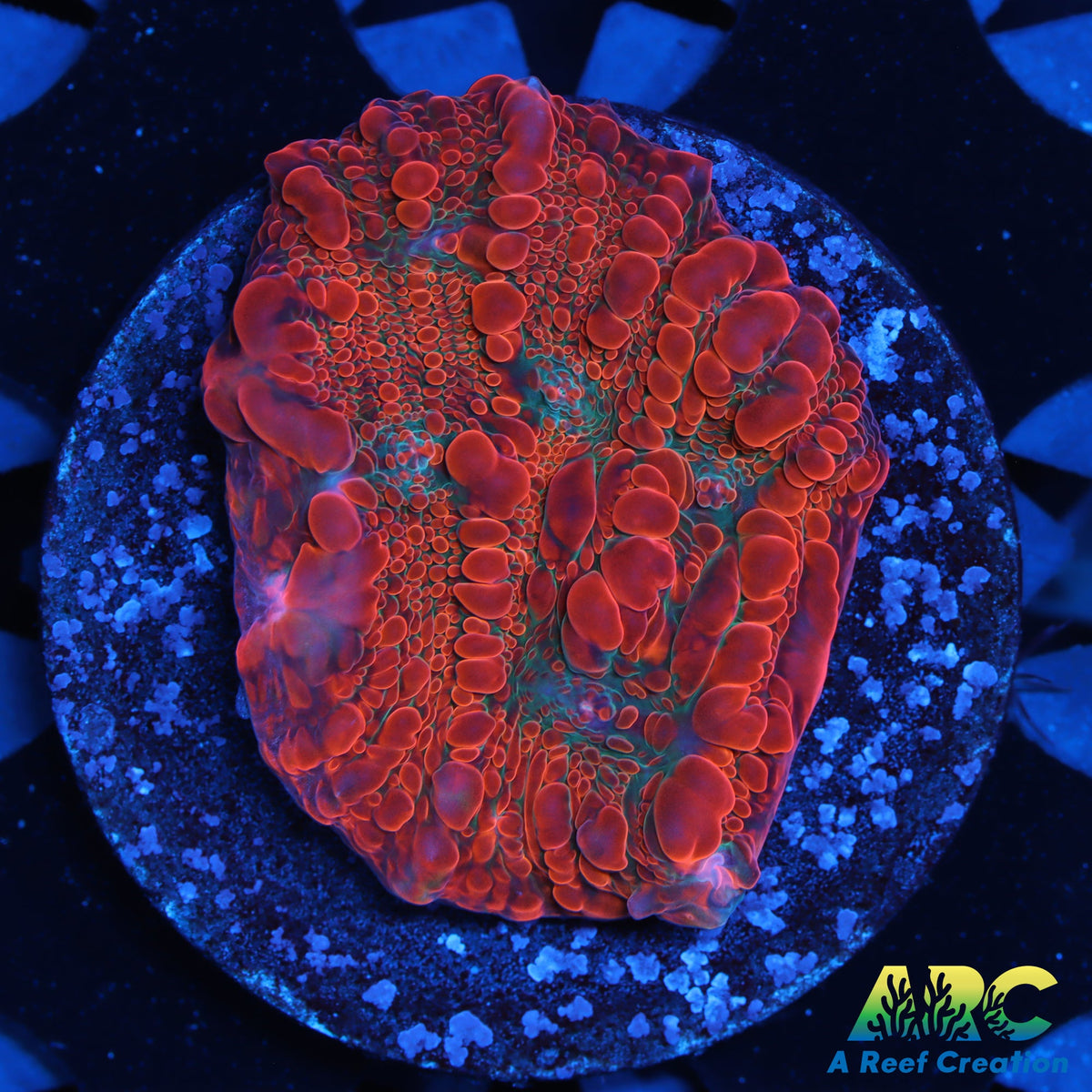 ARC Bubble Chalice – A Reef Creation