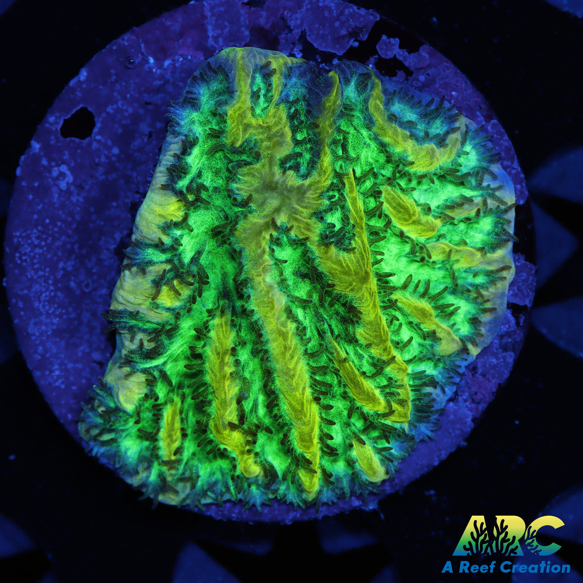 JF Limelight Hydno – A Reef Creation