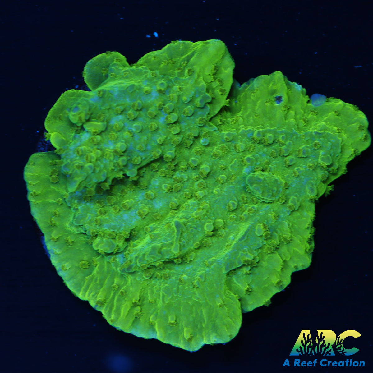 Josh's Green Monti Cap – A Reef Creation