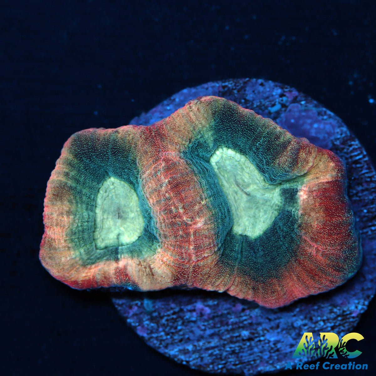 Reverse Prism Favia – A Reef Creation