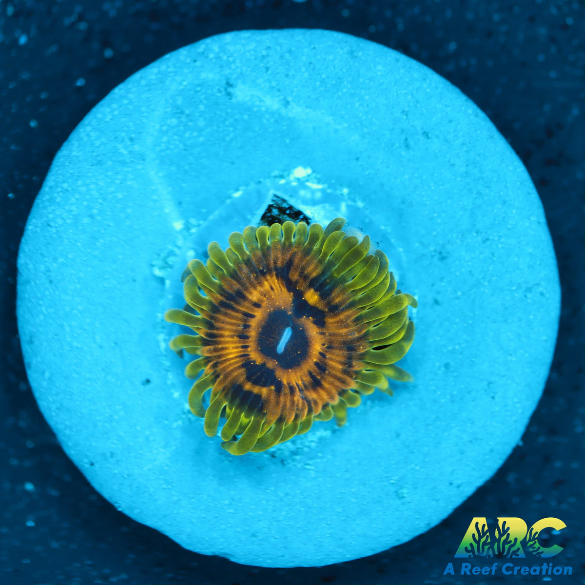Yellow Hallucination Zoa – A Reef Creation