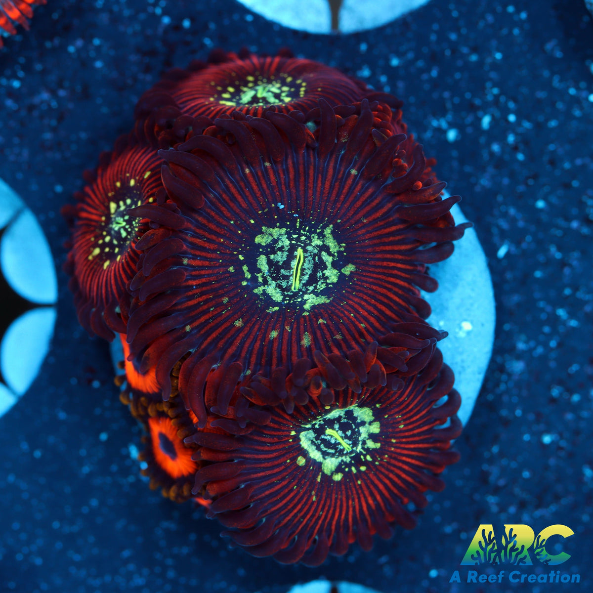 Magicians combo Zoas – A Reef Creation