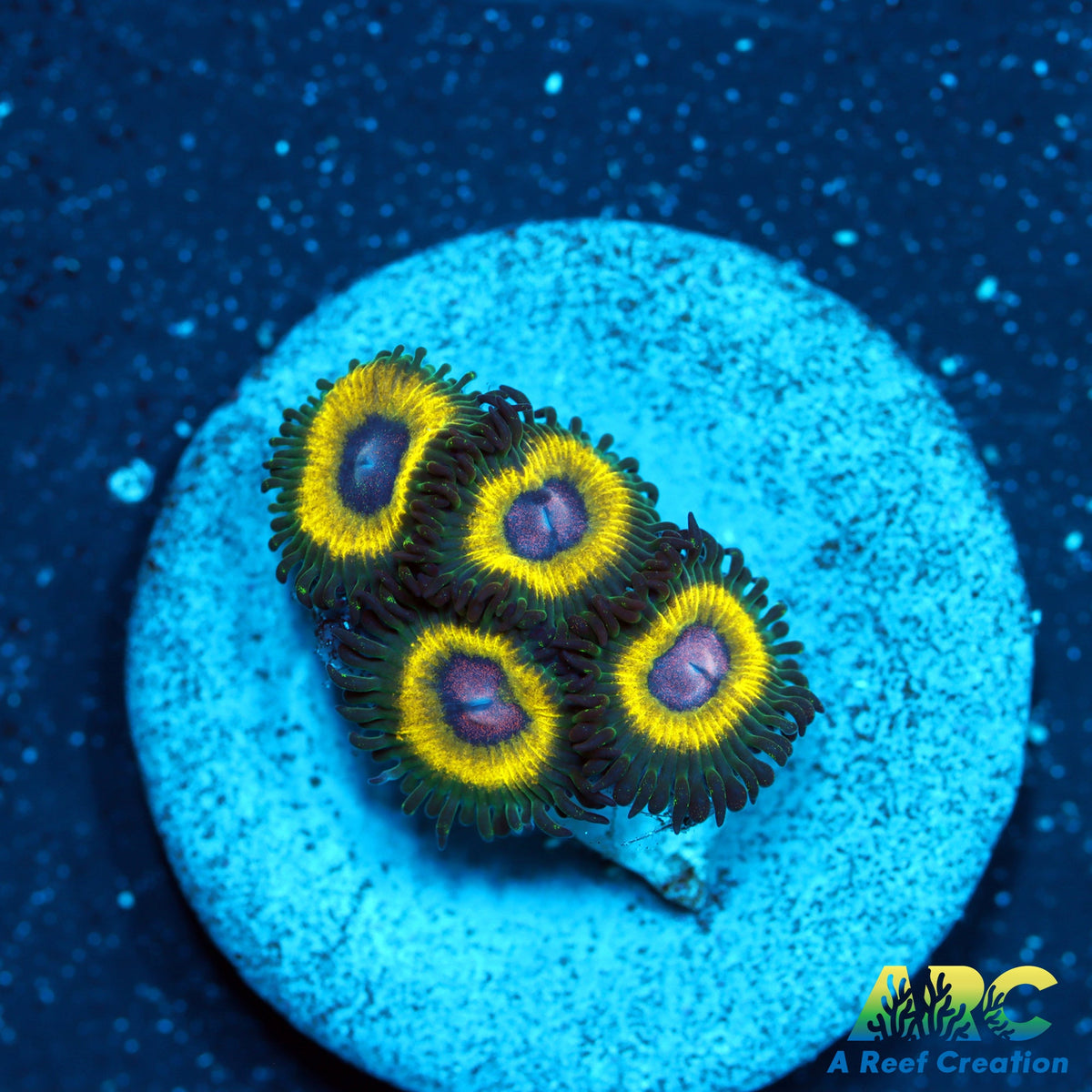 Yellow Subs Zoas – A Reef Creation