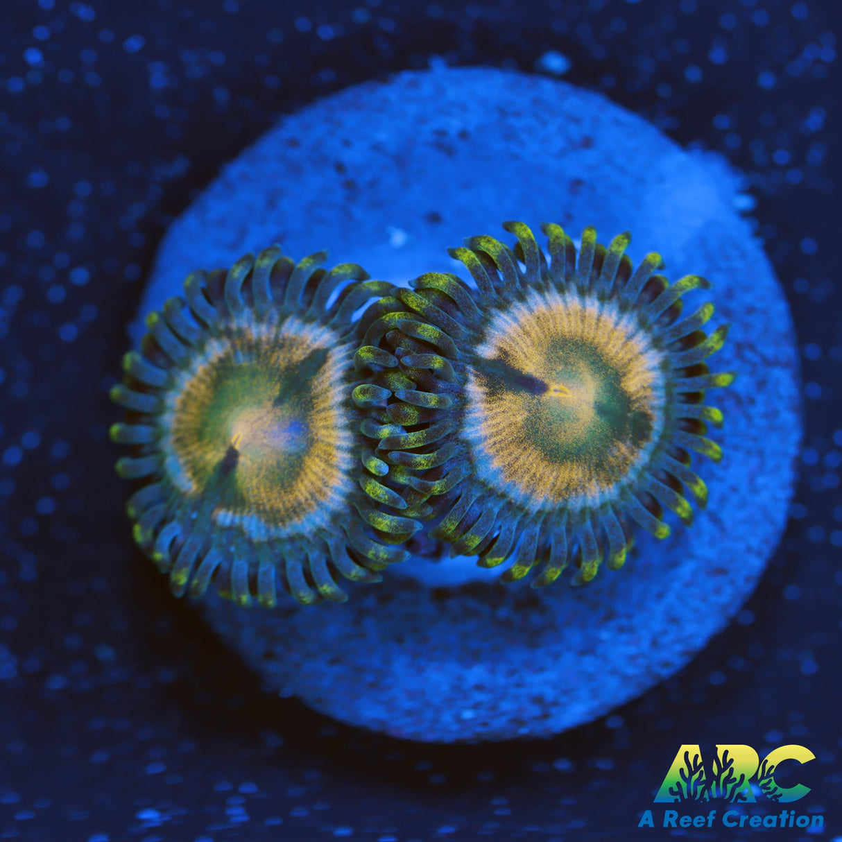 ARC Kraken Zoa – A Reef Creation