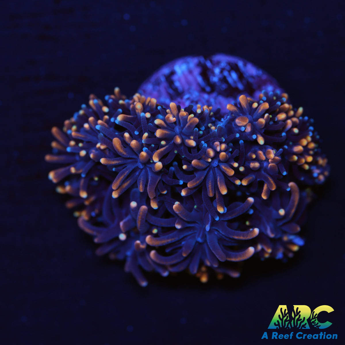 ARC Golden Galaxea – A Reef Creation