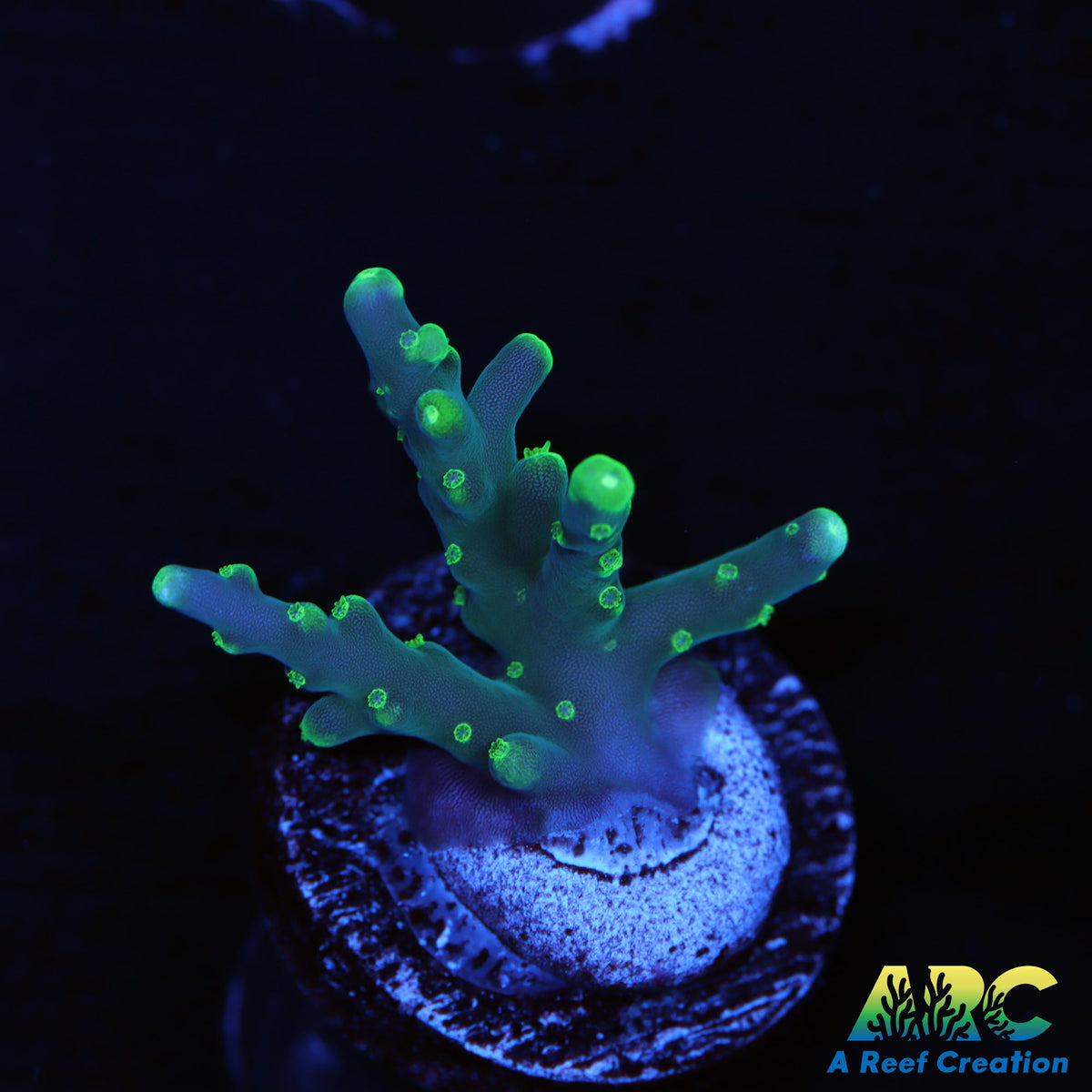 CC Needle in a Haystack Acro – A Reef Creation