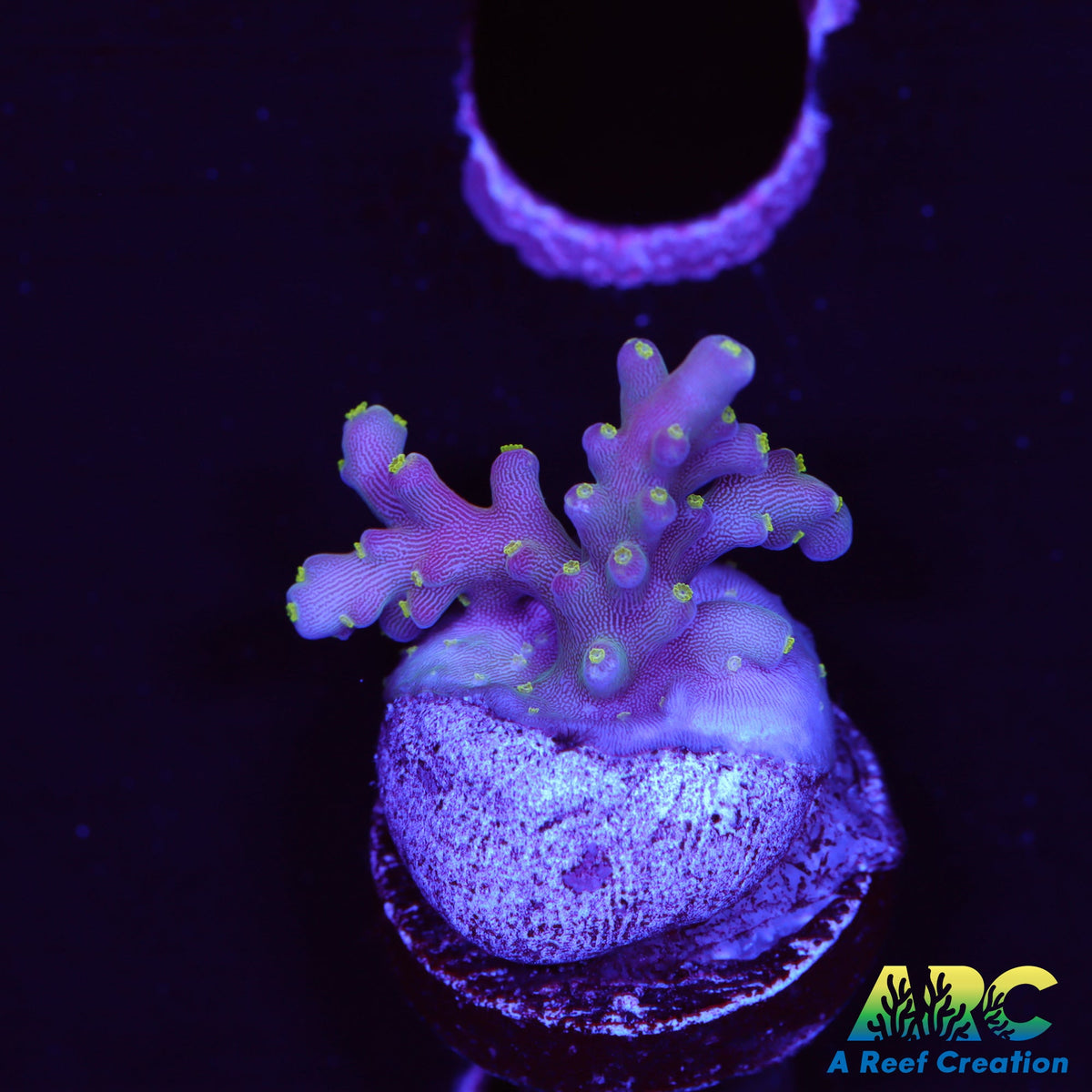 ARC Proximo Acro – A Reef Creation