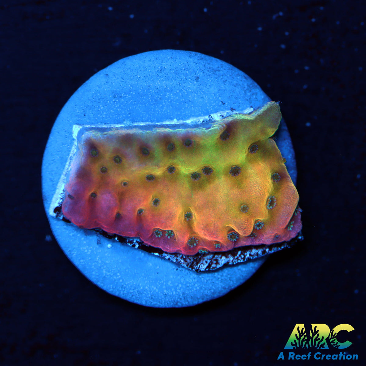 UC Disruption Monti – A Reef Creation