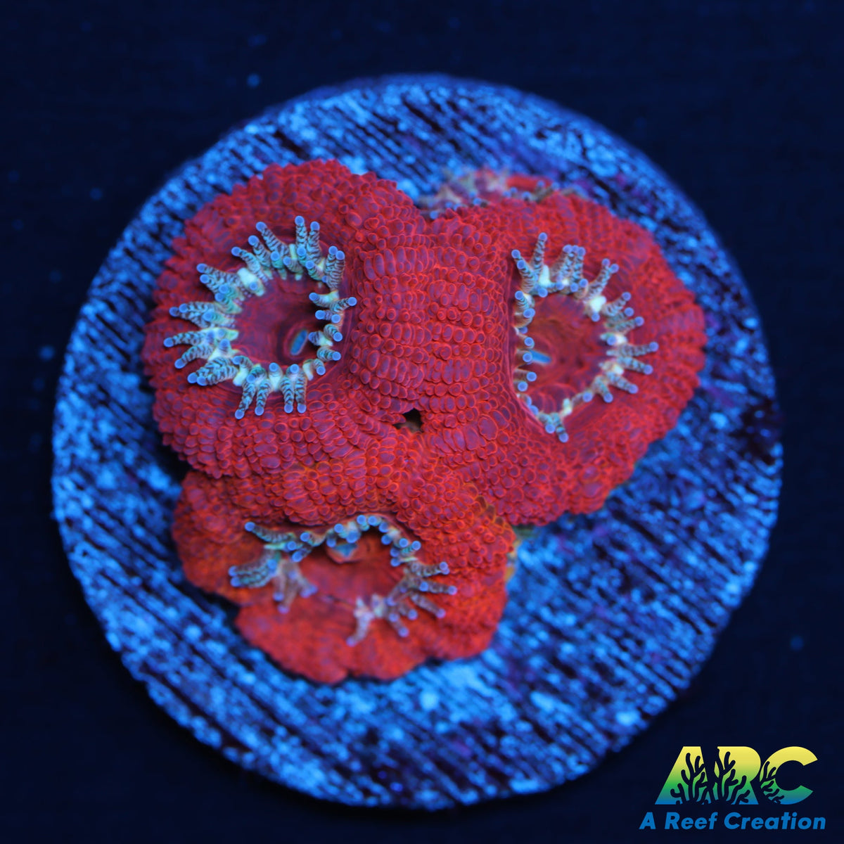 Red Acan – A Reef Creation