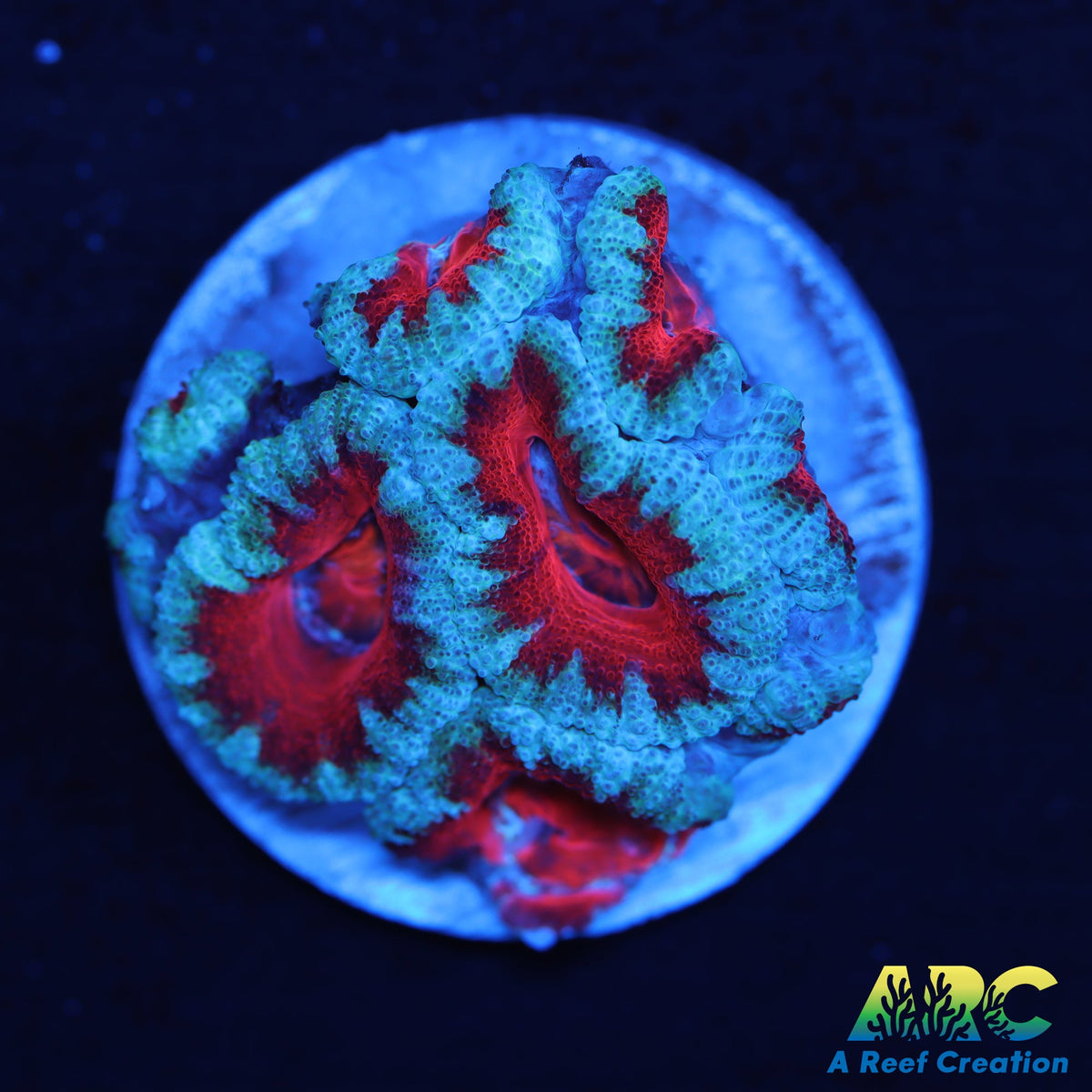Red and Teal Acan – A Reef Creation