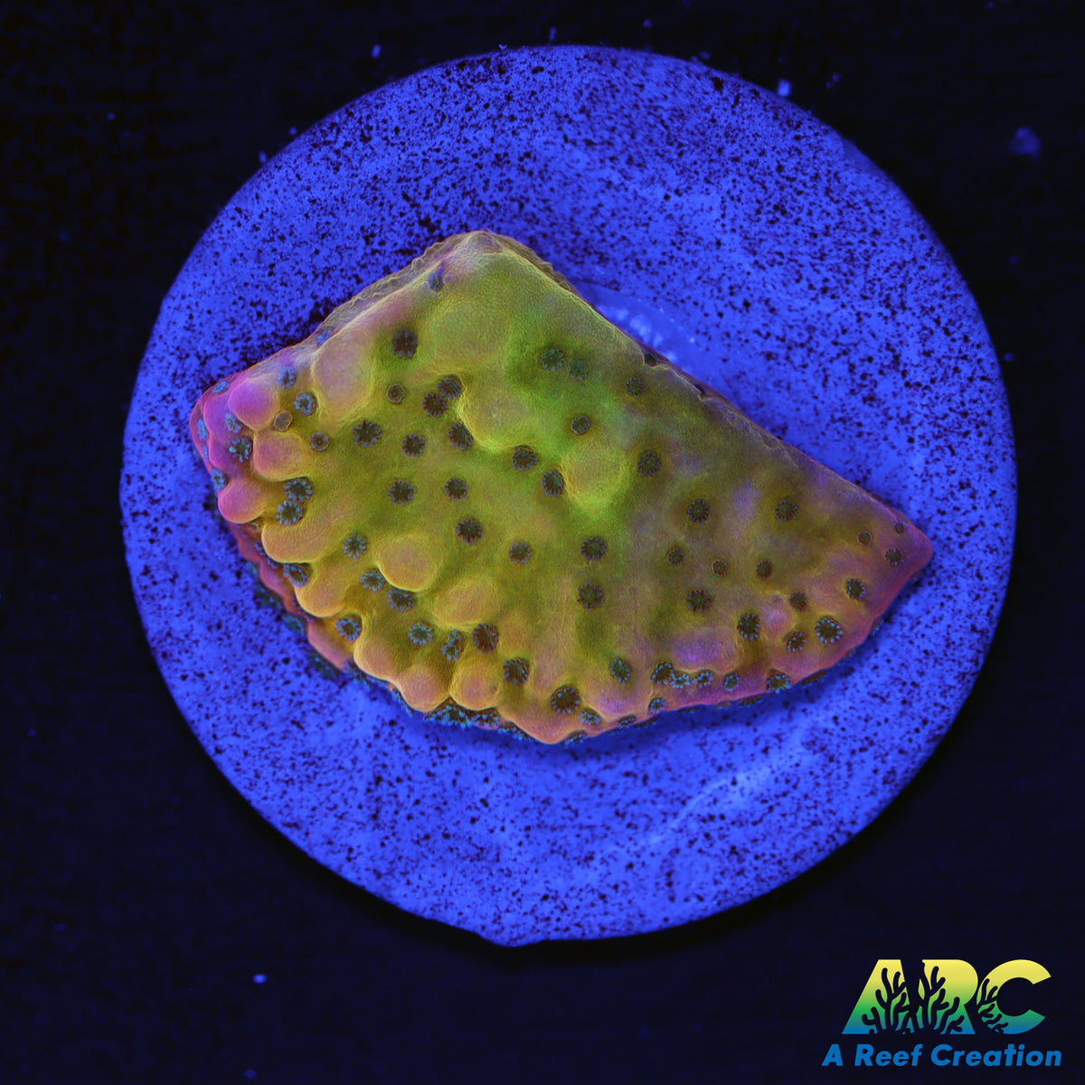 UC Disruption Monti – A Reef Creation