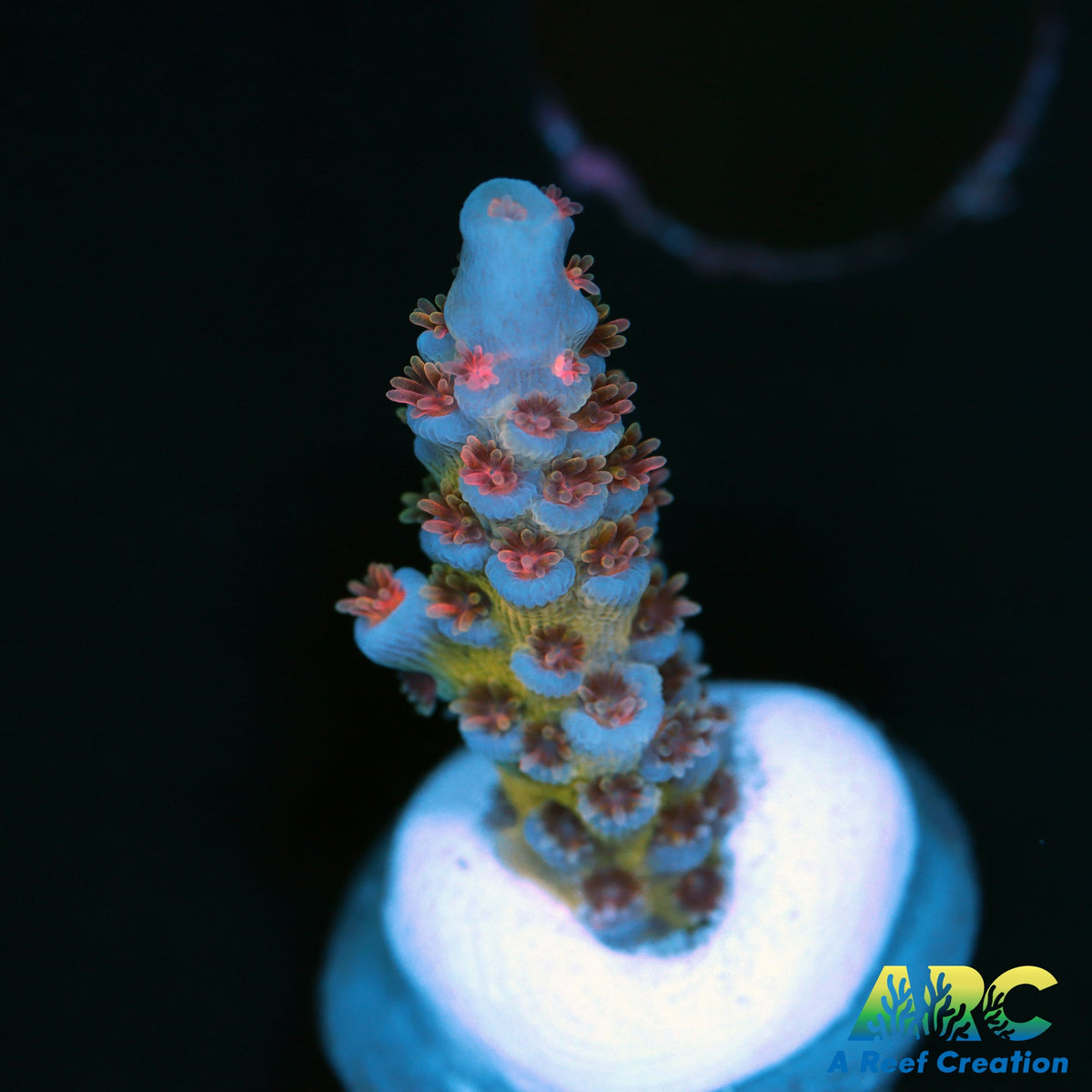 JF Jolt Acro – A Reef Creation