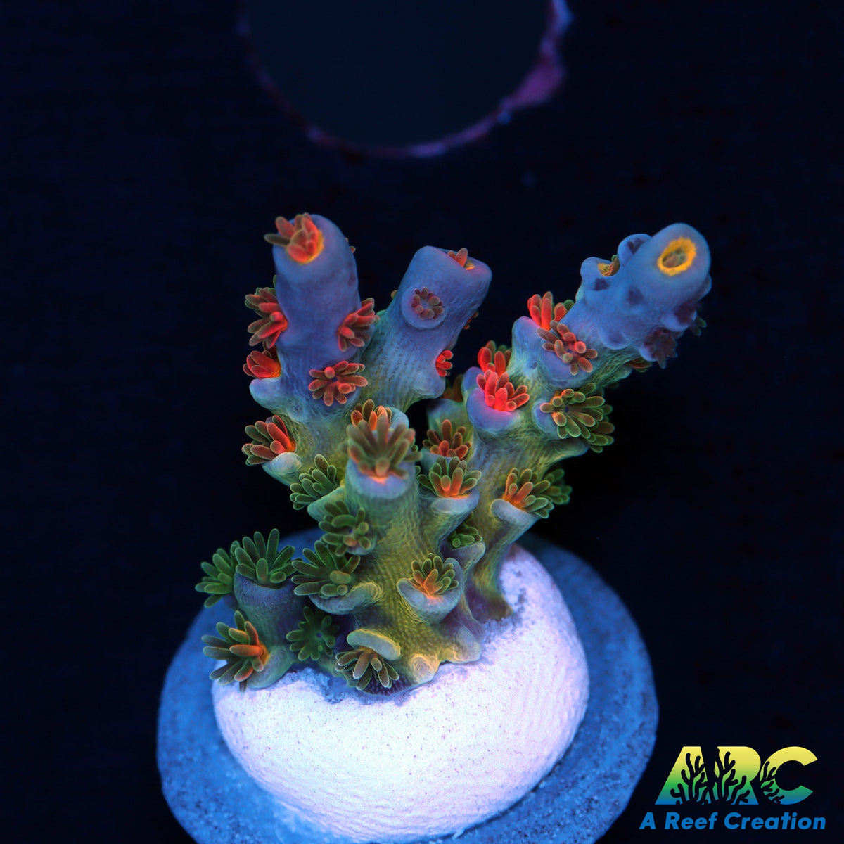 CC Pink Highlighter Acro – A Reef Creation