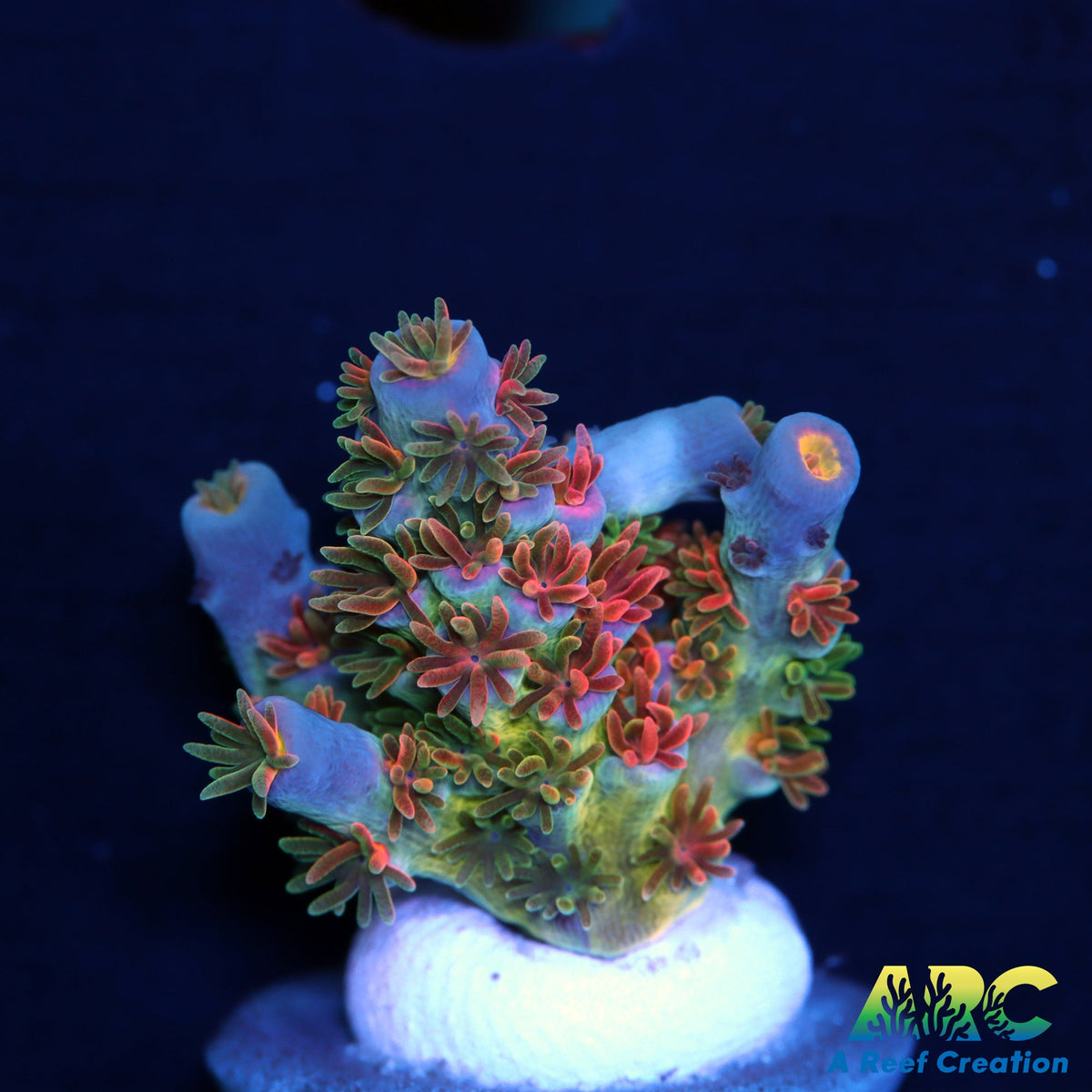 CC Pink Highlighter Acro – A Reef Creation