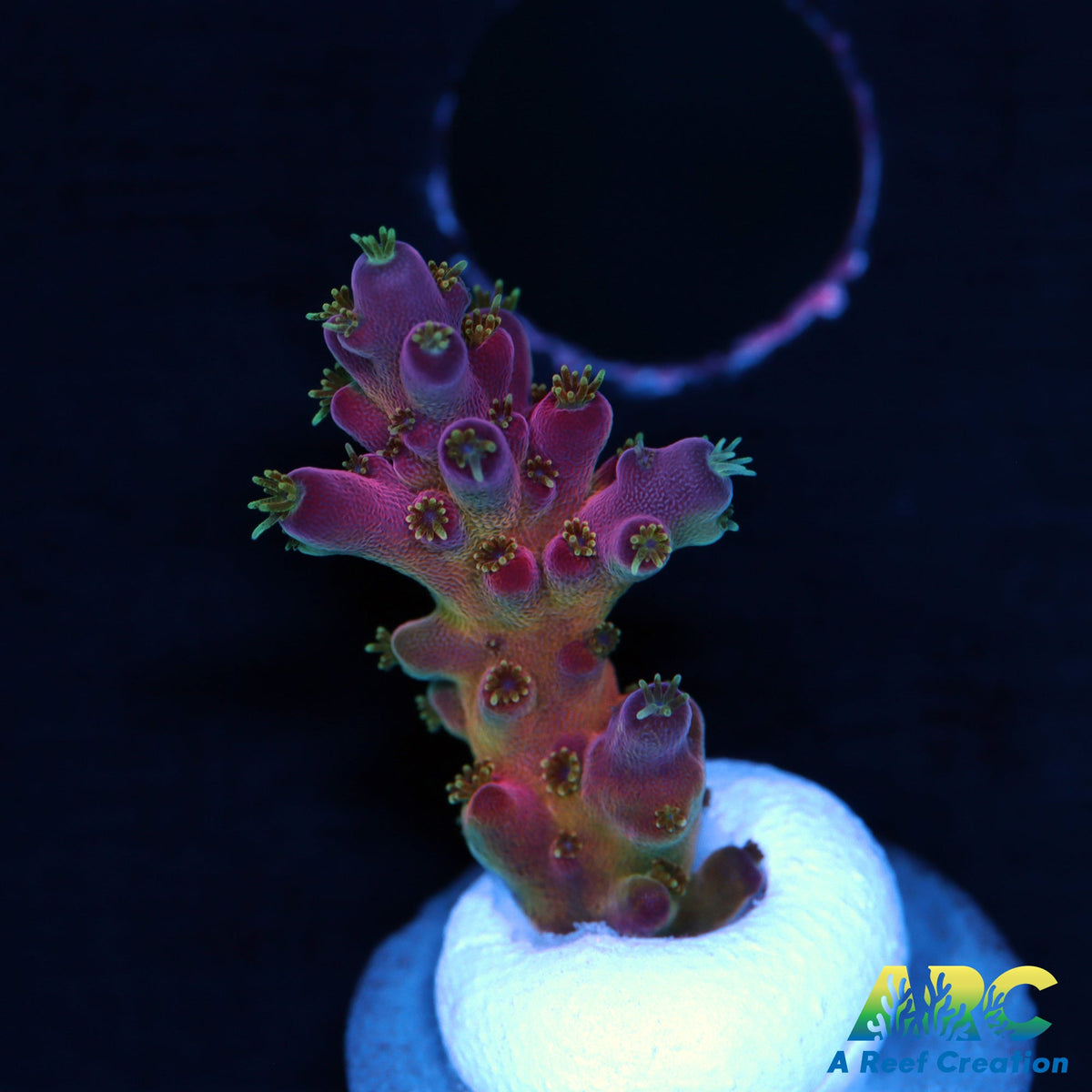 JF Frankie's Neophobia Acro – A Reef Creation