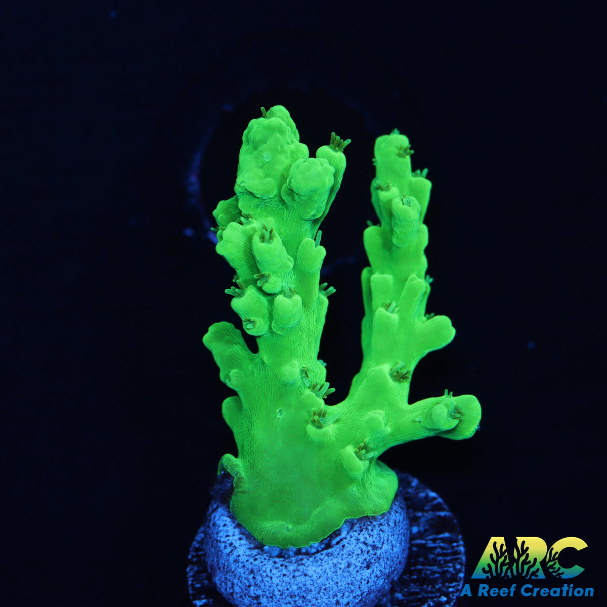 ARC Glow Stick Acro – A Reef Creation