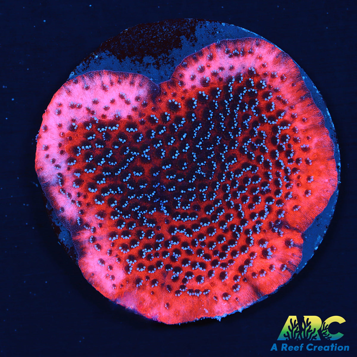 Mystic Sunset Monti – A Reef Creation