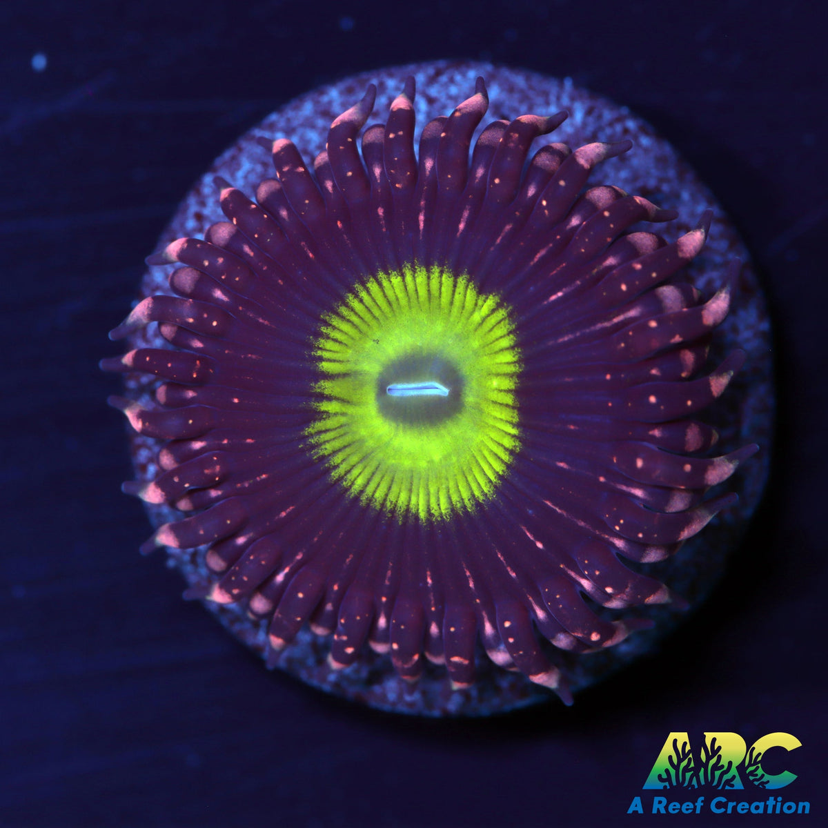 CB Omega Zoa – A Reef Creation