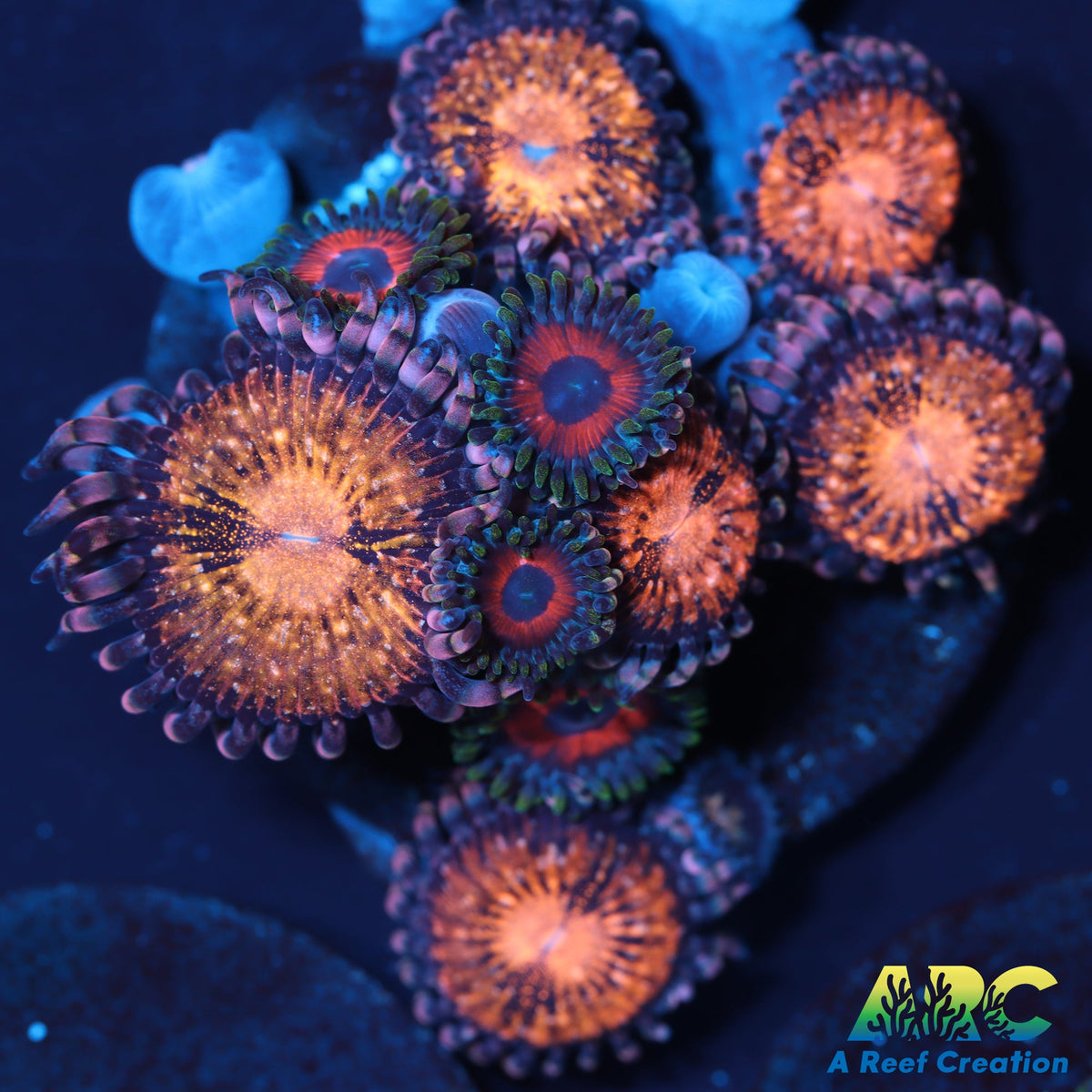 Pandora mix Zoa – A Reef Creation