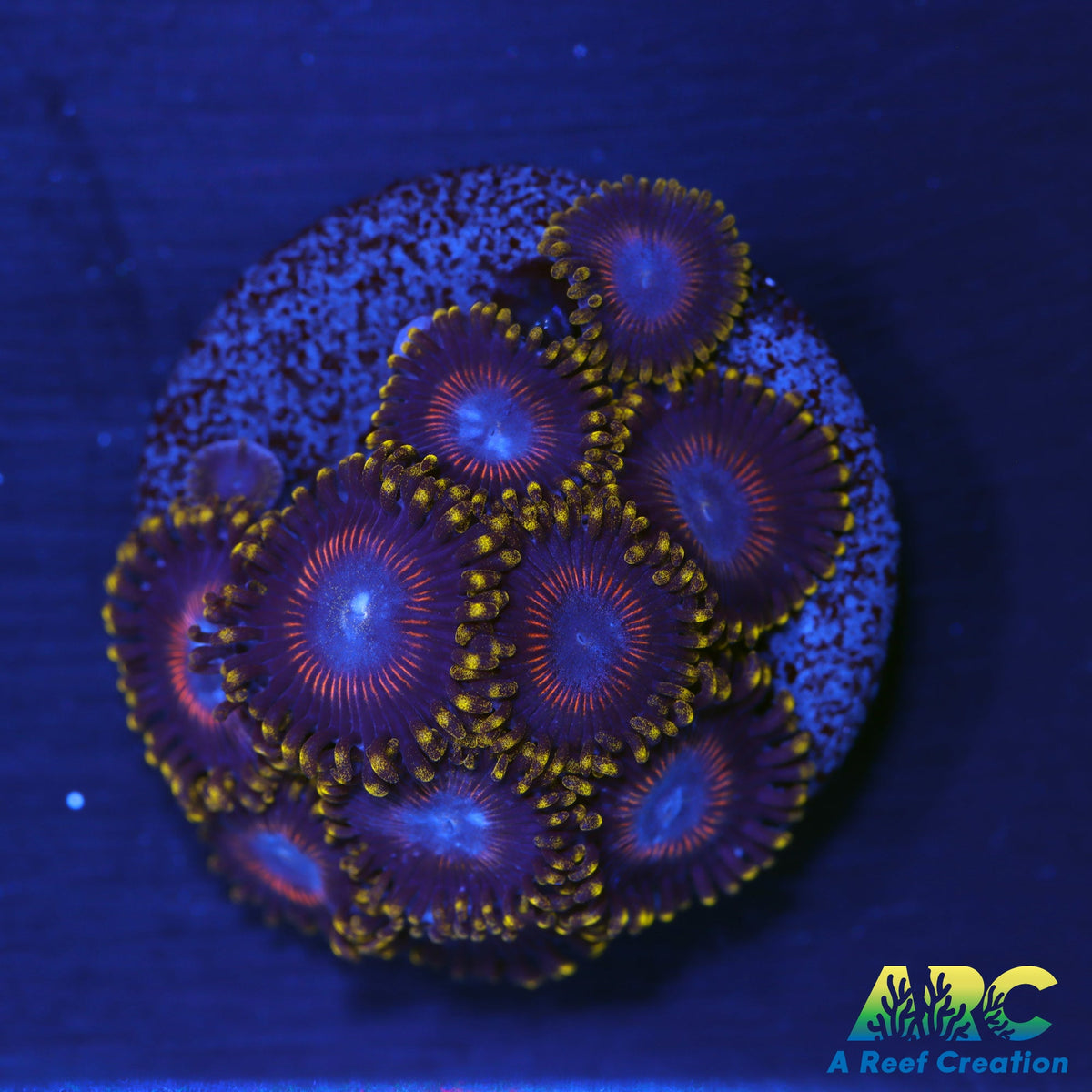Watermelons Zoas – A Reef Creation