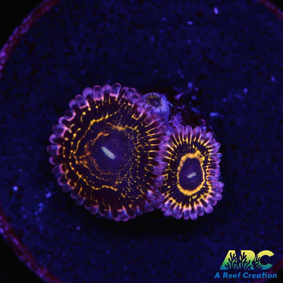 Stratosphere Zoas – A Reef Creation