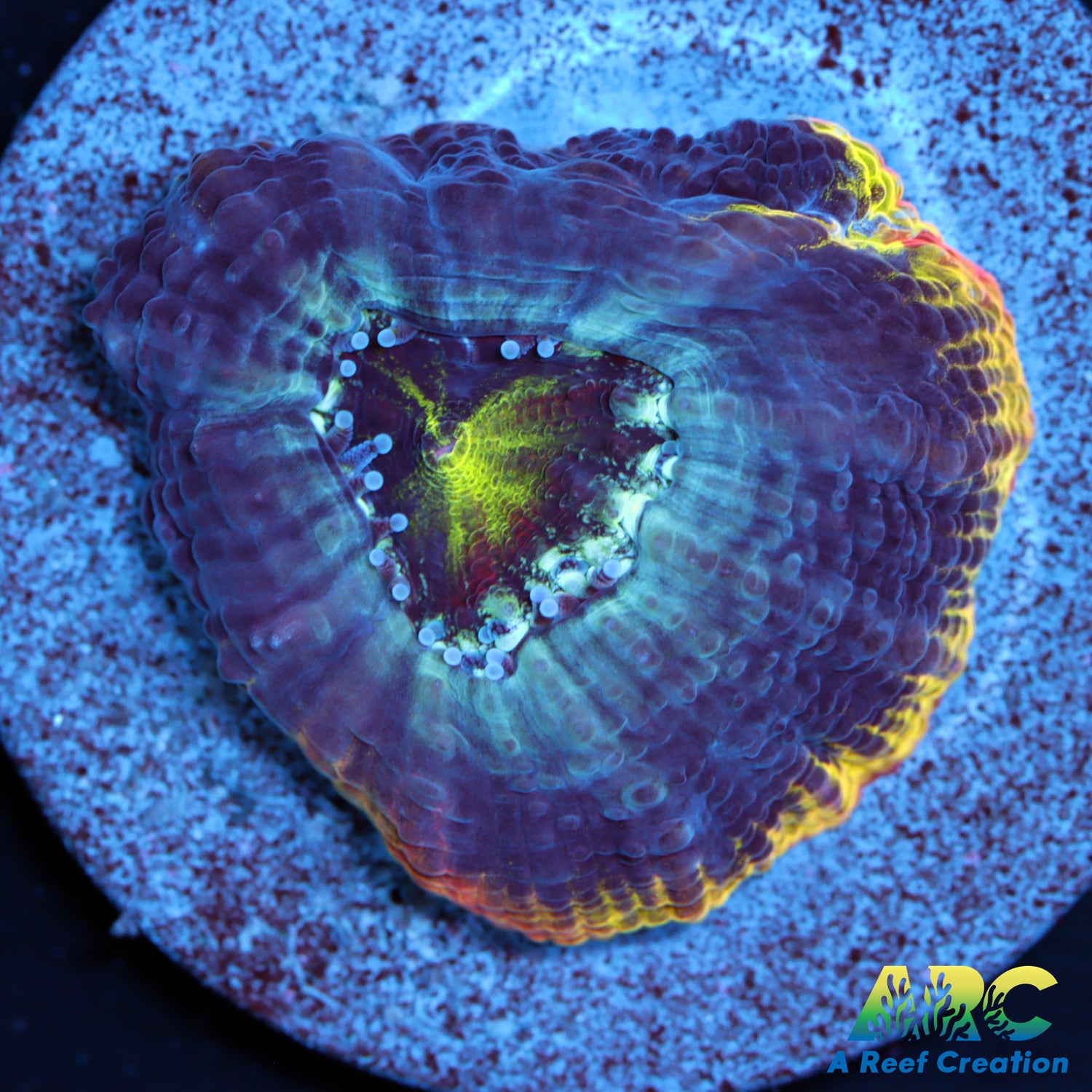 A Reef Creation