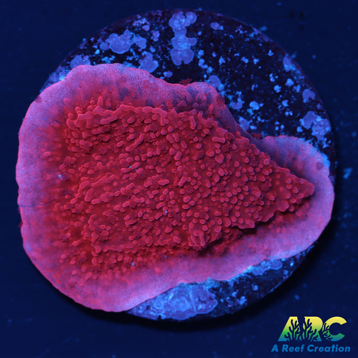 Red and Purple Grafted Monti – A Reef Creation