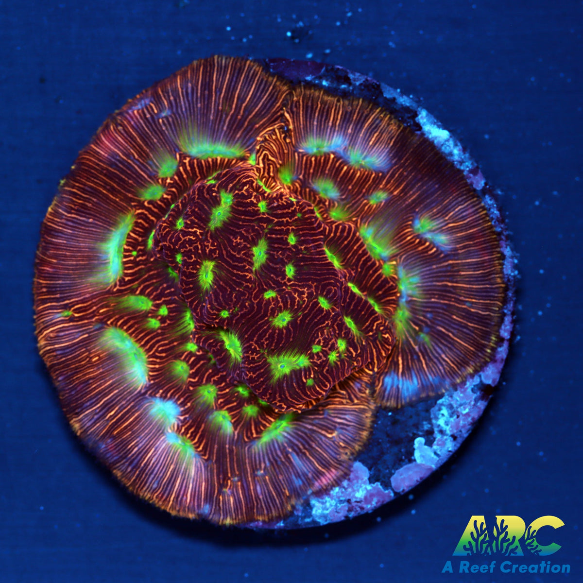 JF Jack-O-Lantern Lepto – A Reef Creation