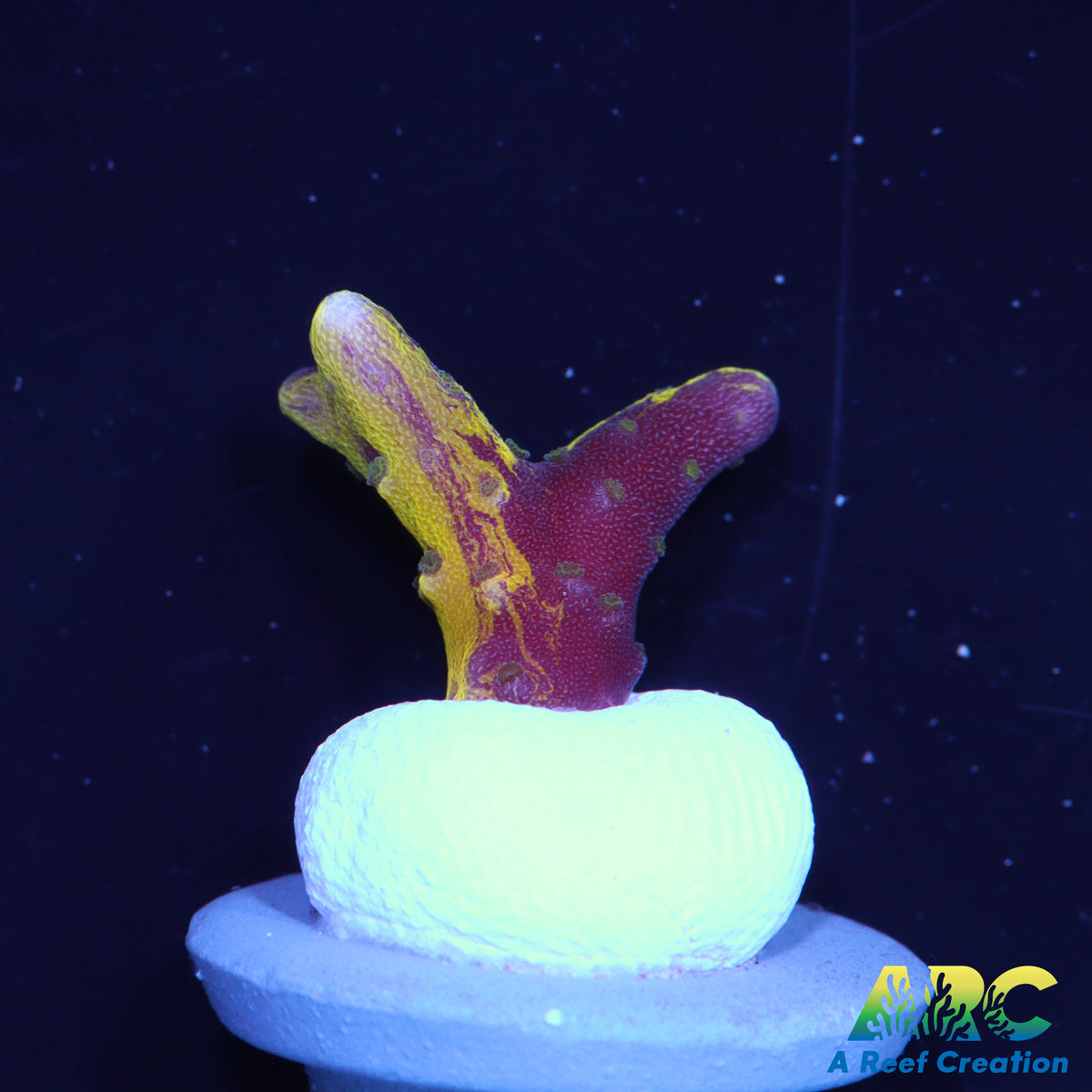 RRC Grafted Golden Rod Anacropora – A Reef Creation