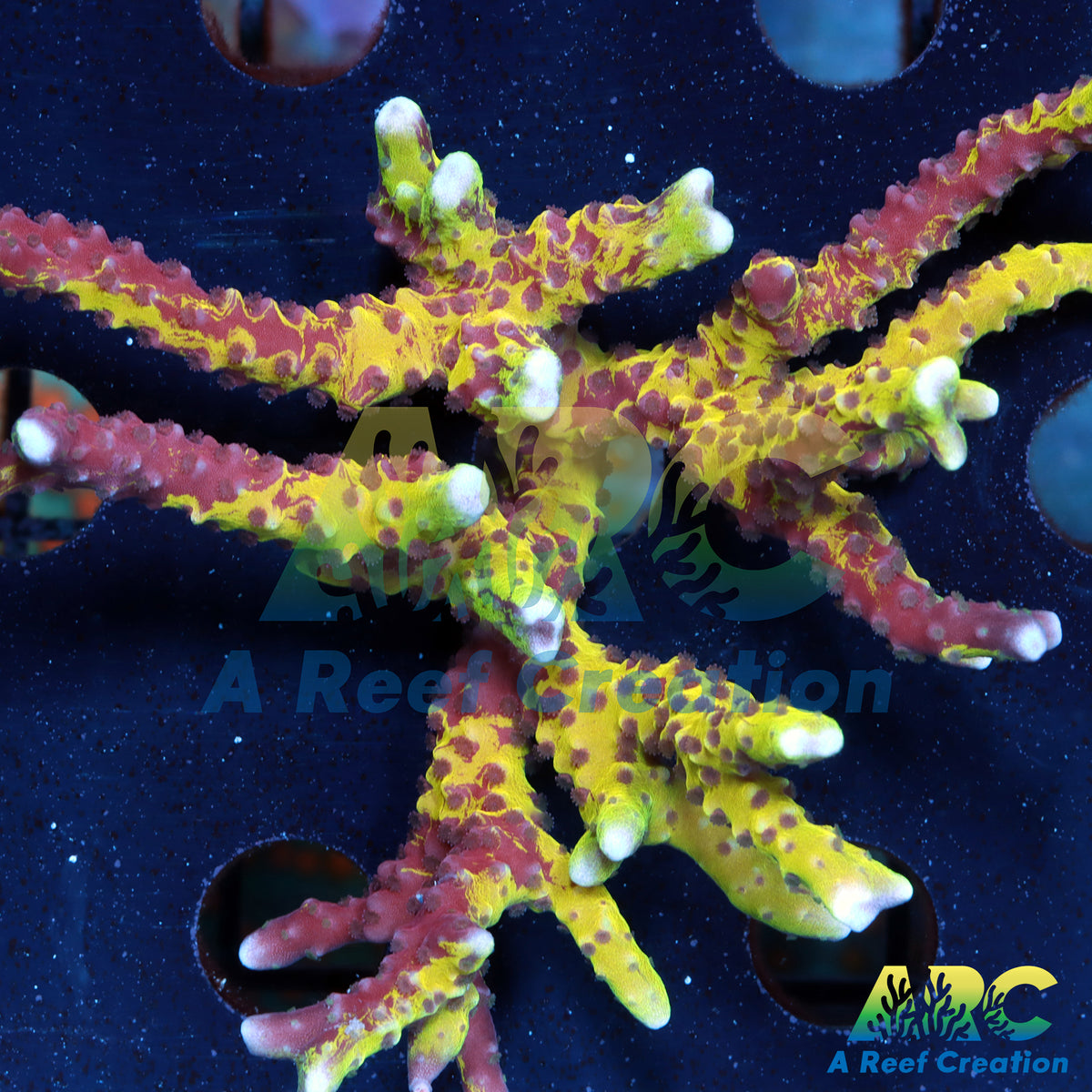 RRC Grafted Golden Rod Anacropora Mother – A Reef Creation