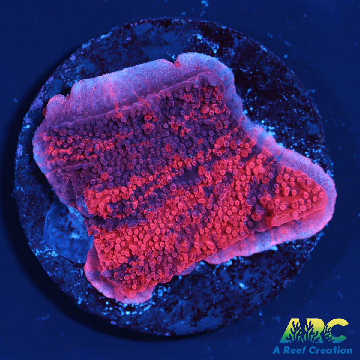 Cherry Garcia Monti – A Reef Creation